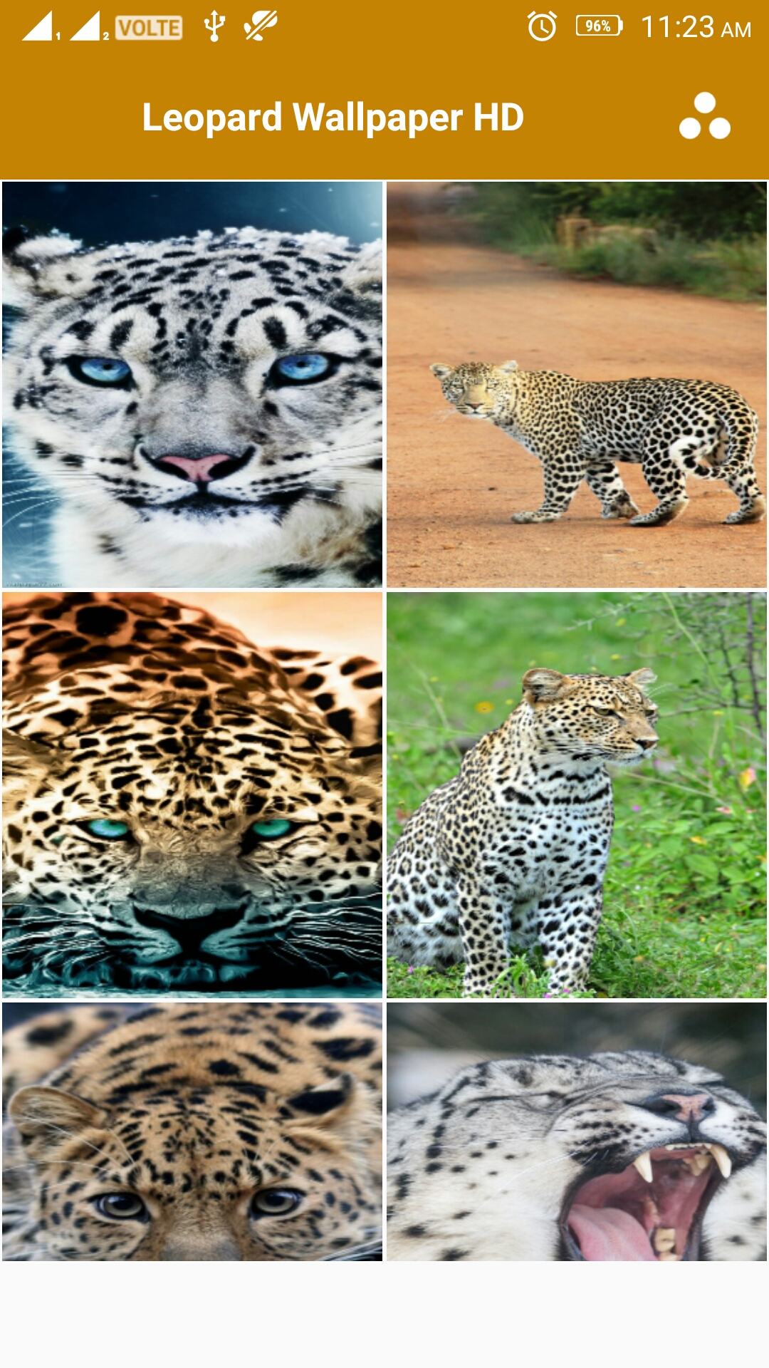 Leopard 4K Wallpaper - App on Amazon Appstore