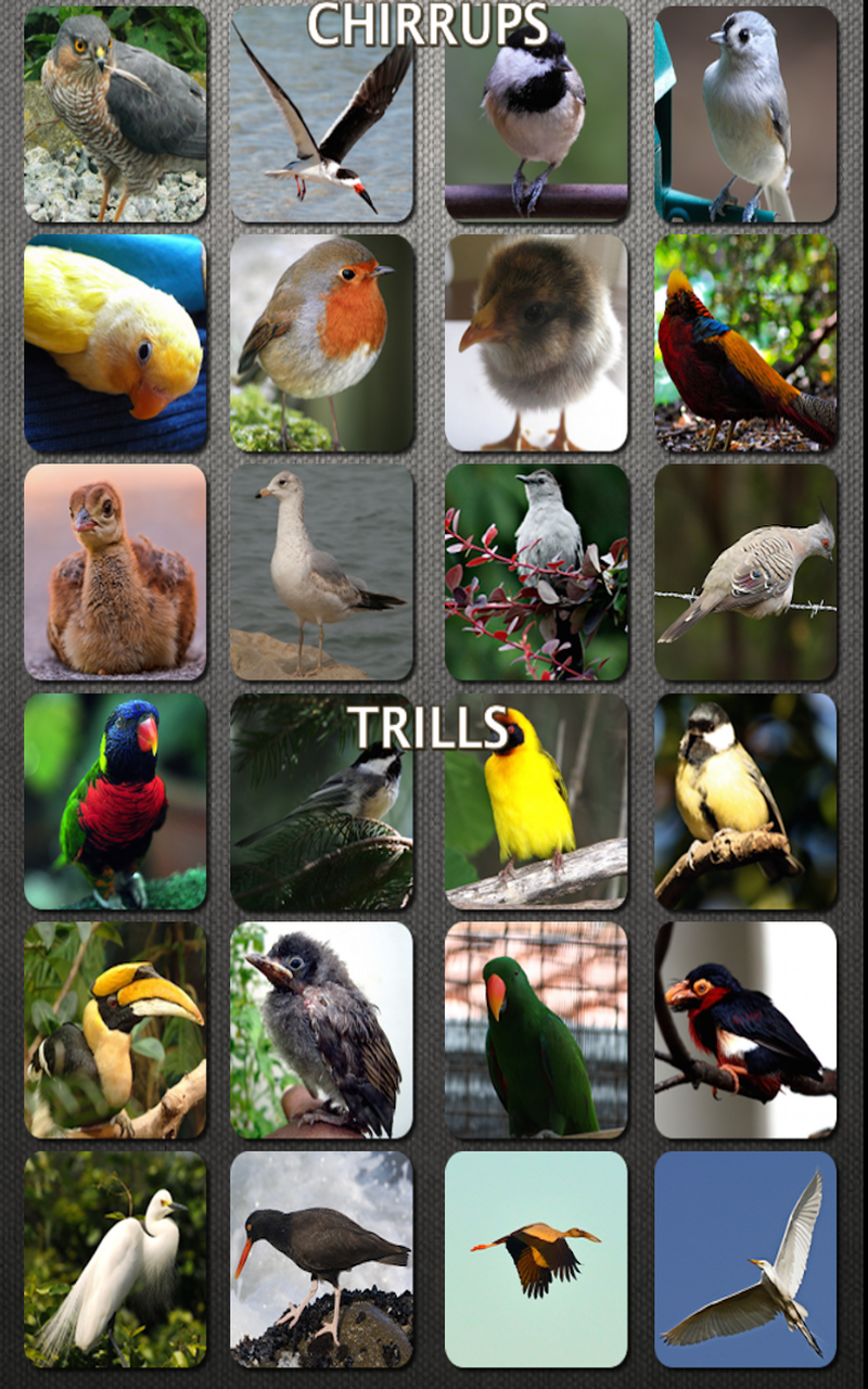 Bird Sounds - App on Amazon Appstore
