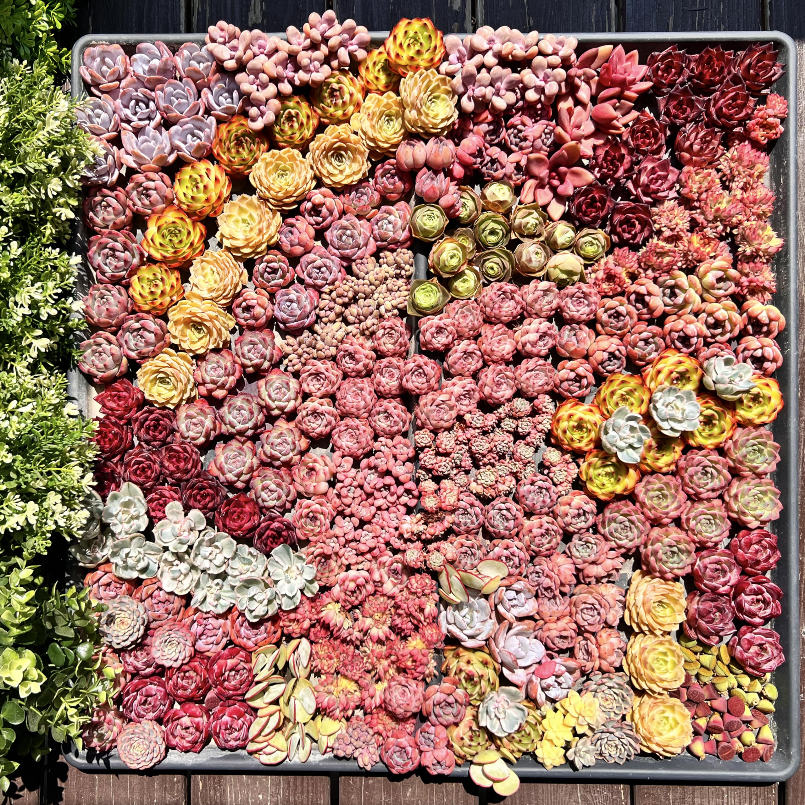 Amazon.com : Mix Mini Blind Box Rare Live Succulent Plants, 1.5-2 ...