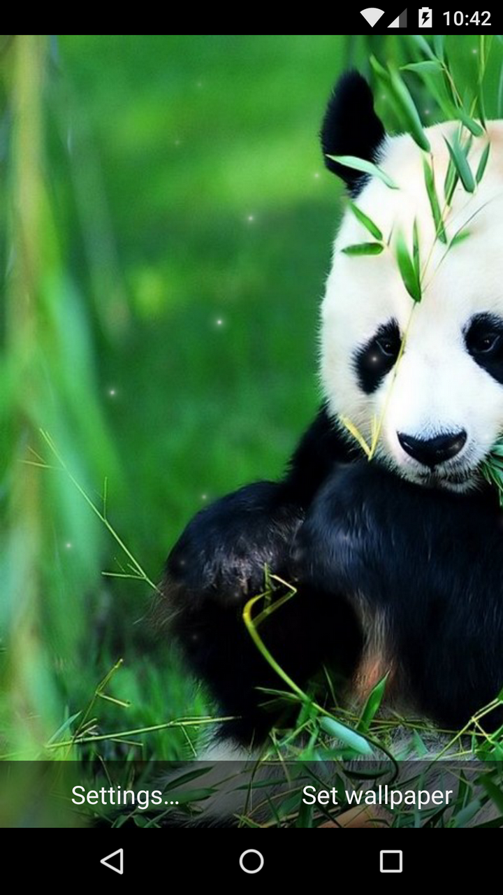Panda Live Wallpapers Panda Wallpapers: Free HD Download [500+ HQ]