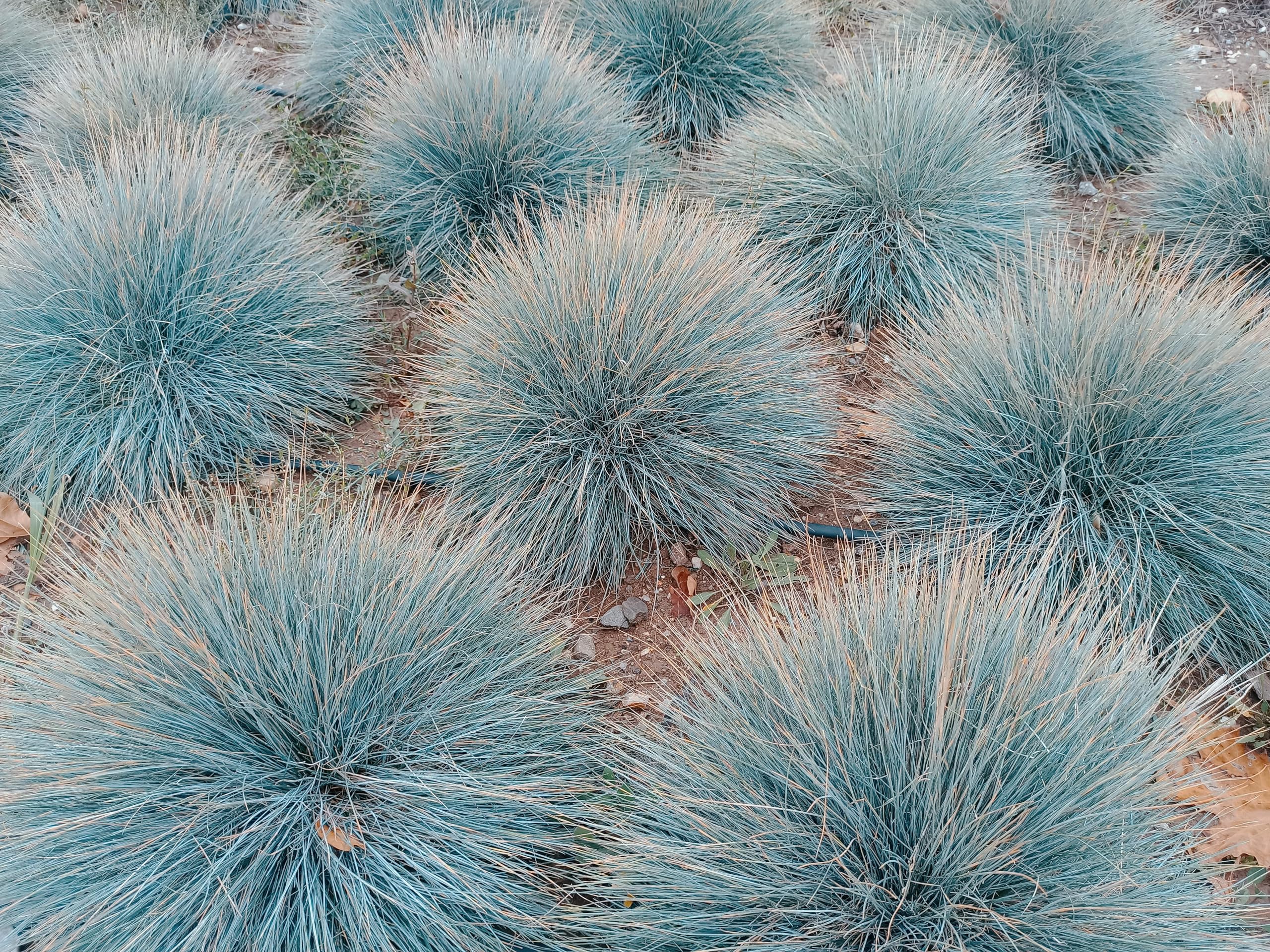 Elijah Blue Grass Festuca Glauca 'Elijah Blue'