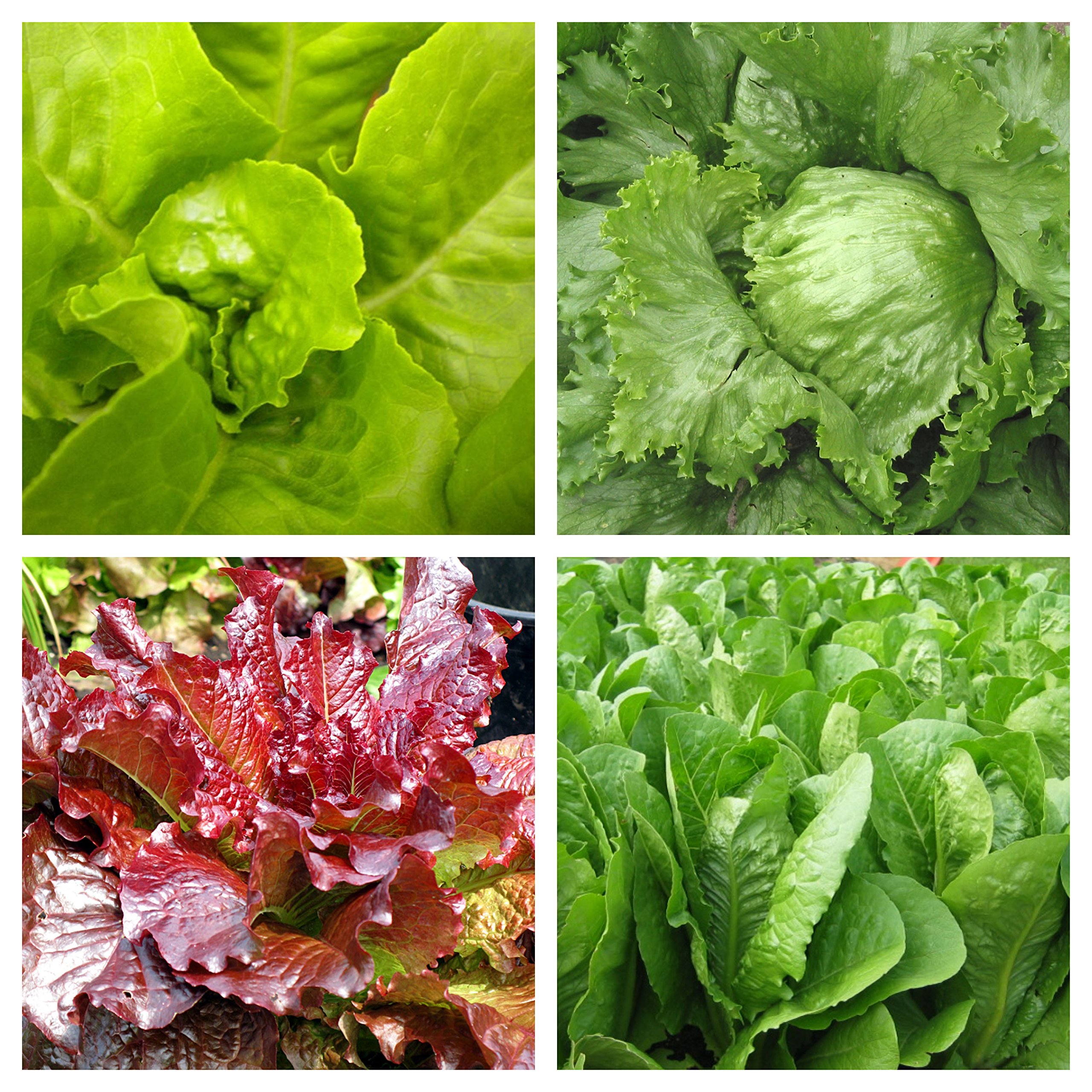 National Gardens Exotic Lettuce Seeds Combo - Romanie Lettuce, Iceberg ...