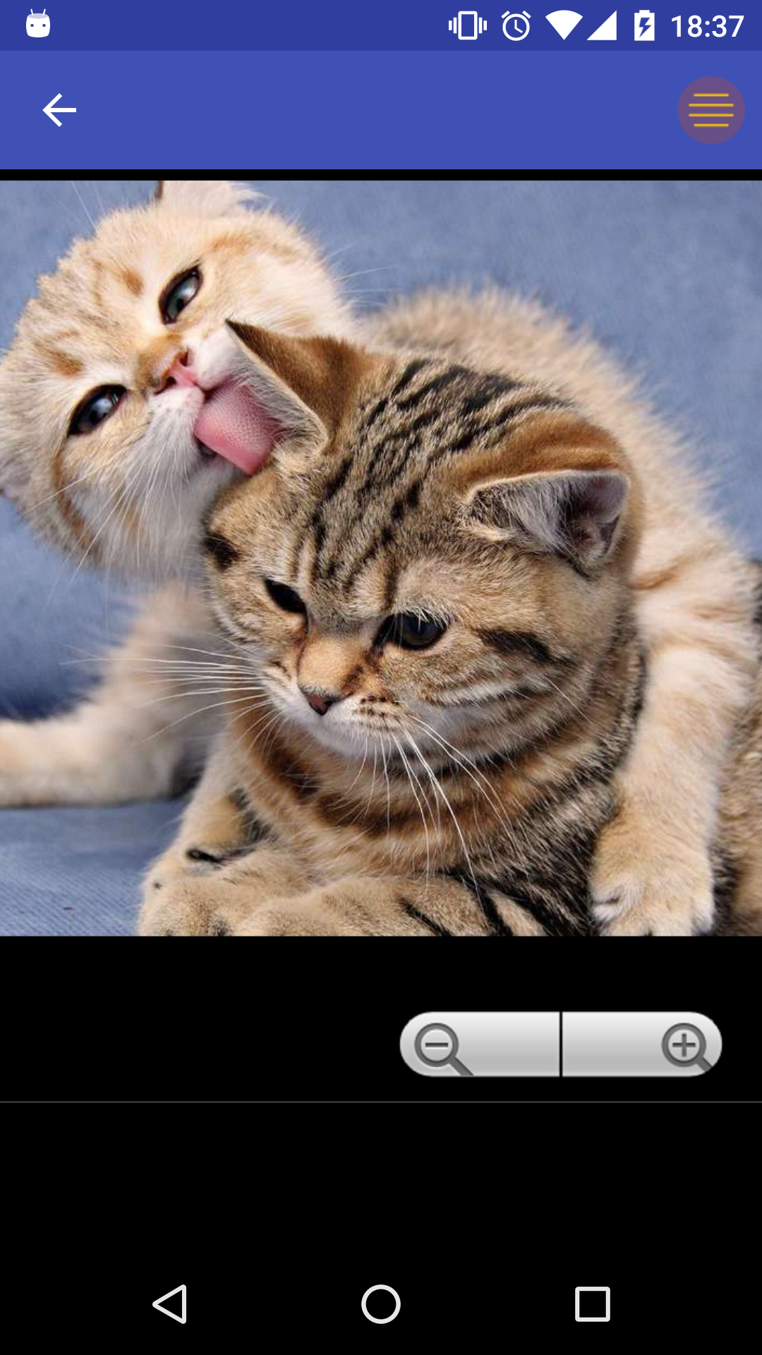 Cats Wallpapers - App on Amazon Appstore