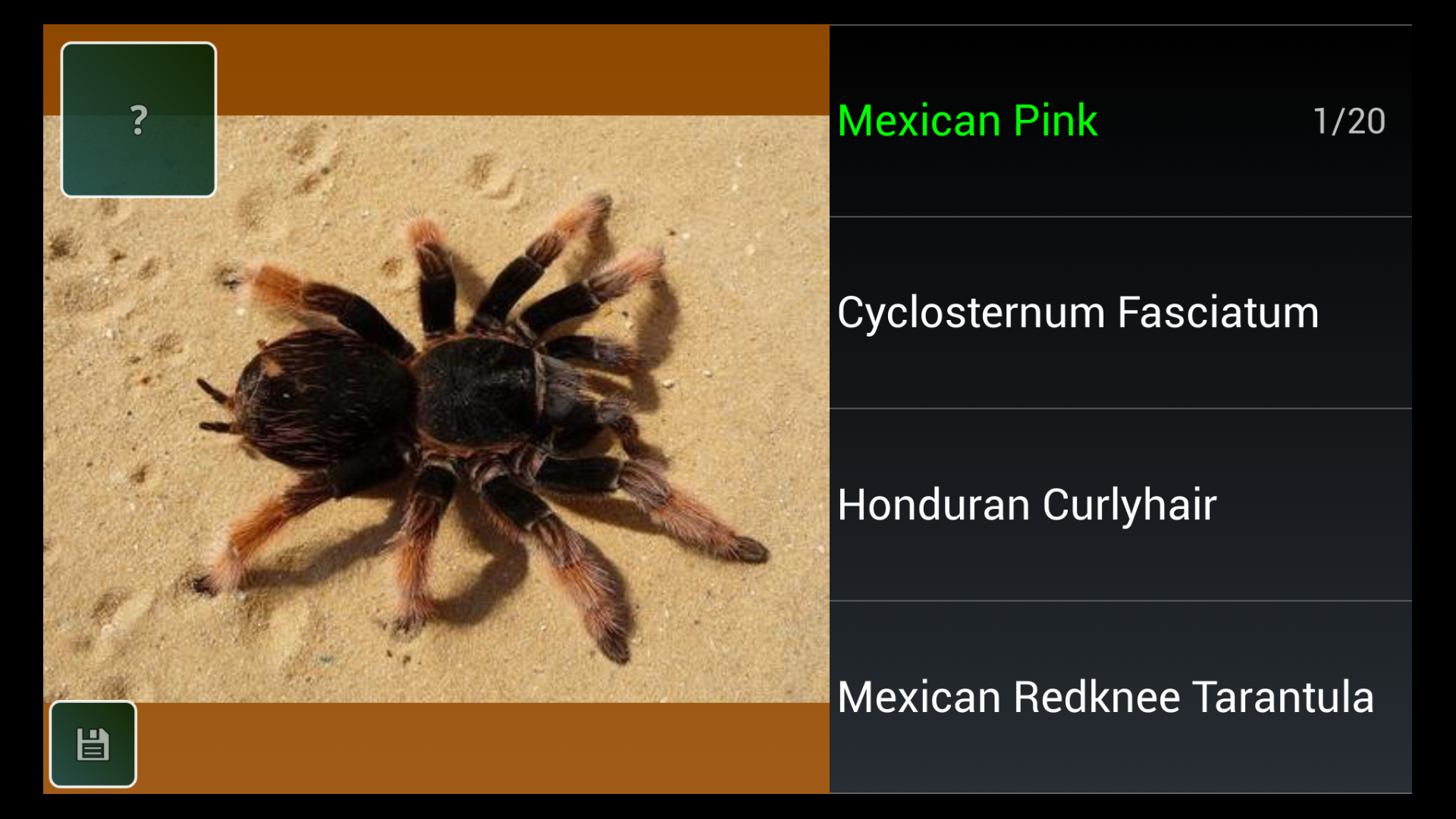 Spider Species Trivia Quiz - App on Amazon Appstore
