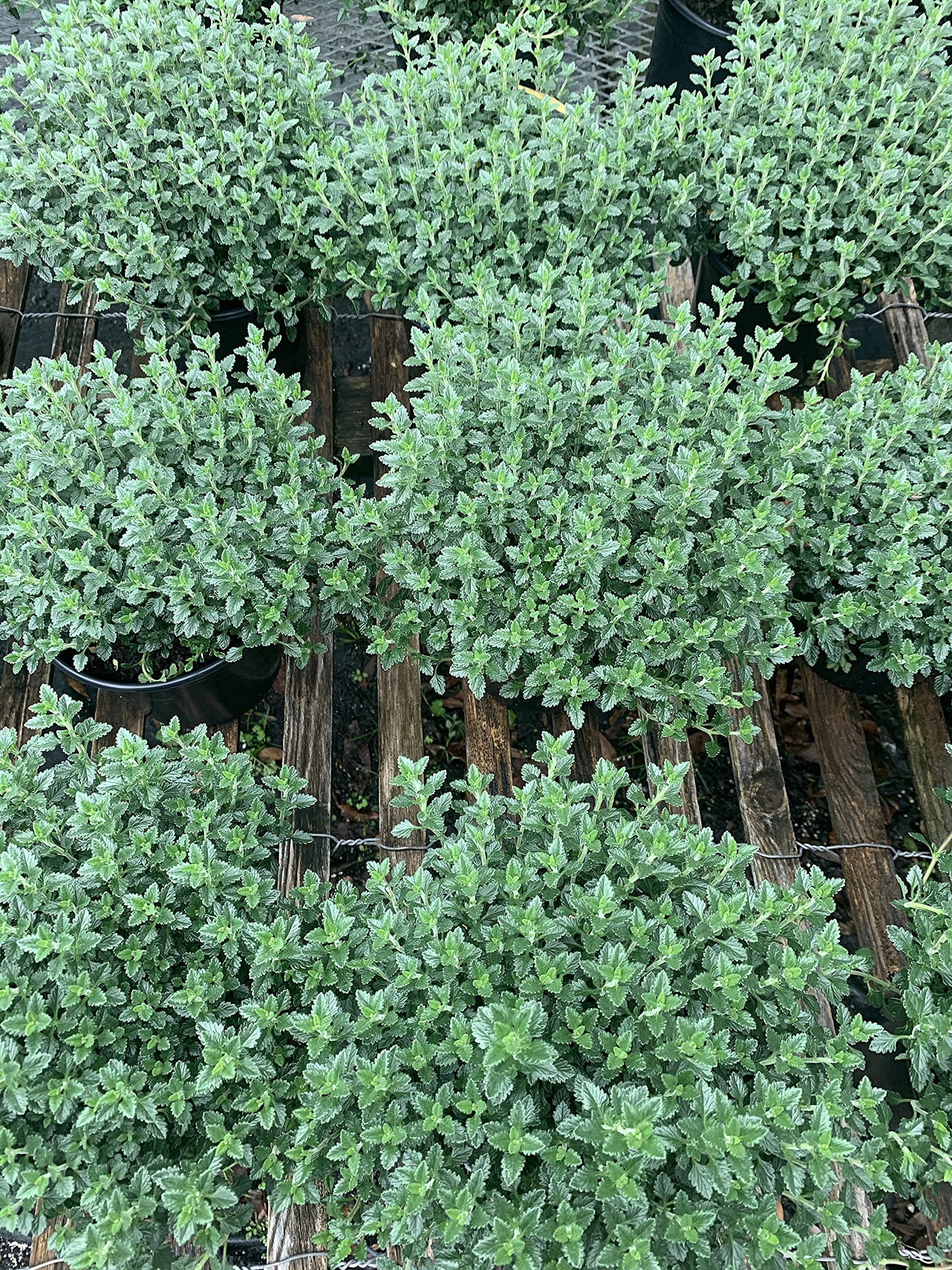 Wall Germander Hedge