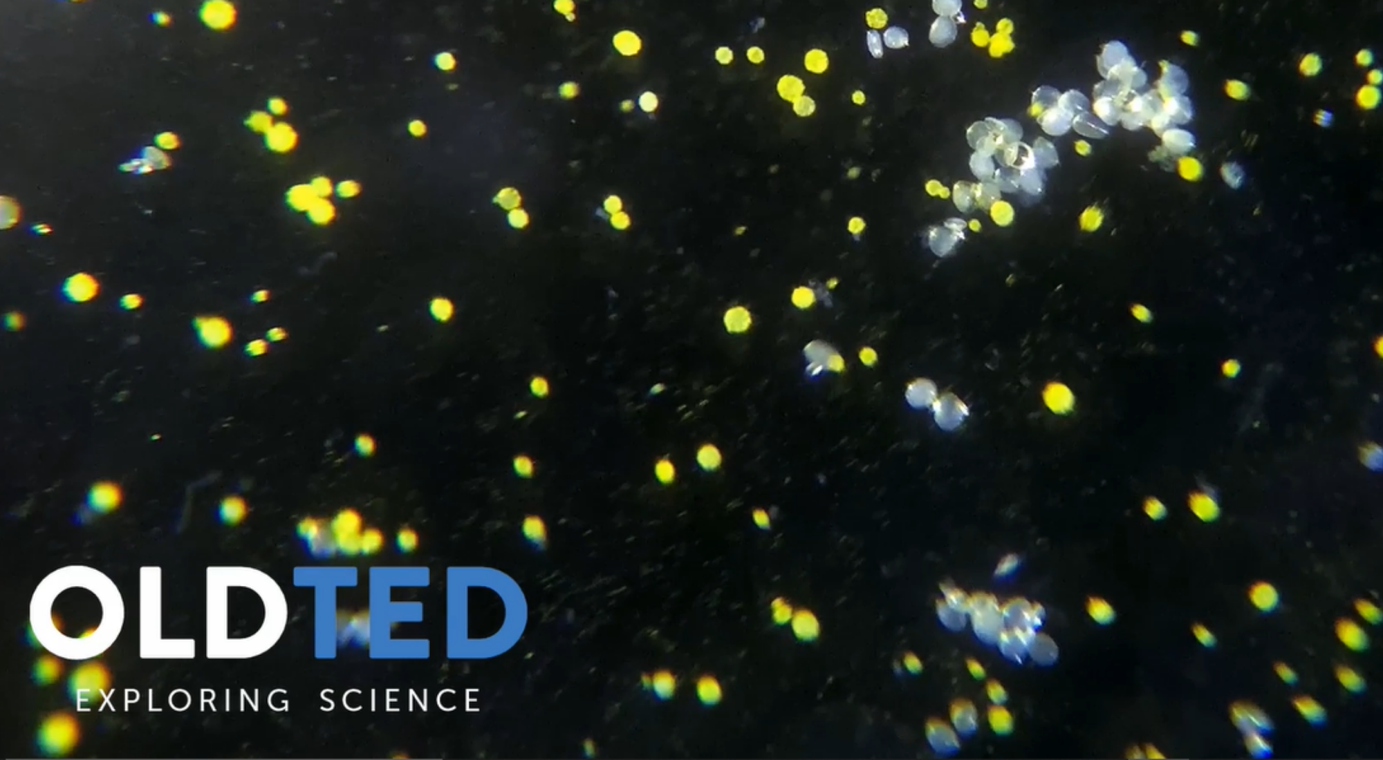 Watch How to prepare a Pollen Slide from flowers on Amazon Live