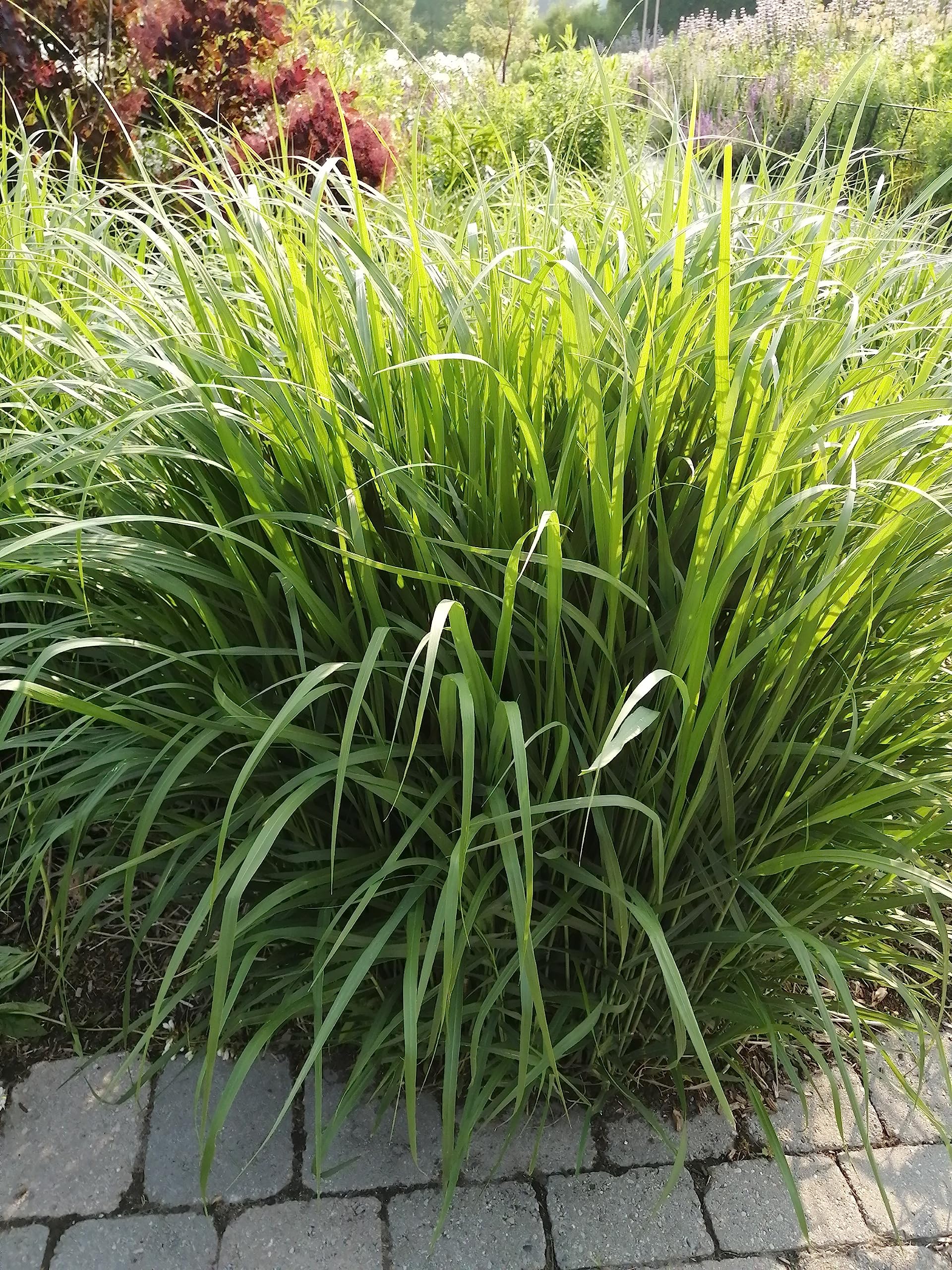 Different Types Of Switch Grass Shenandoah Switch Grass Plant Guide