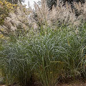 Amazon.com : Bloomingbulb Ornamental Grass, Silver Feather Grass ...