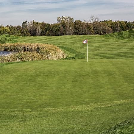 Amazon.com : Outsidepride Crystal Bluelinks Creeping Bent Grass Putting ...