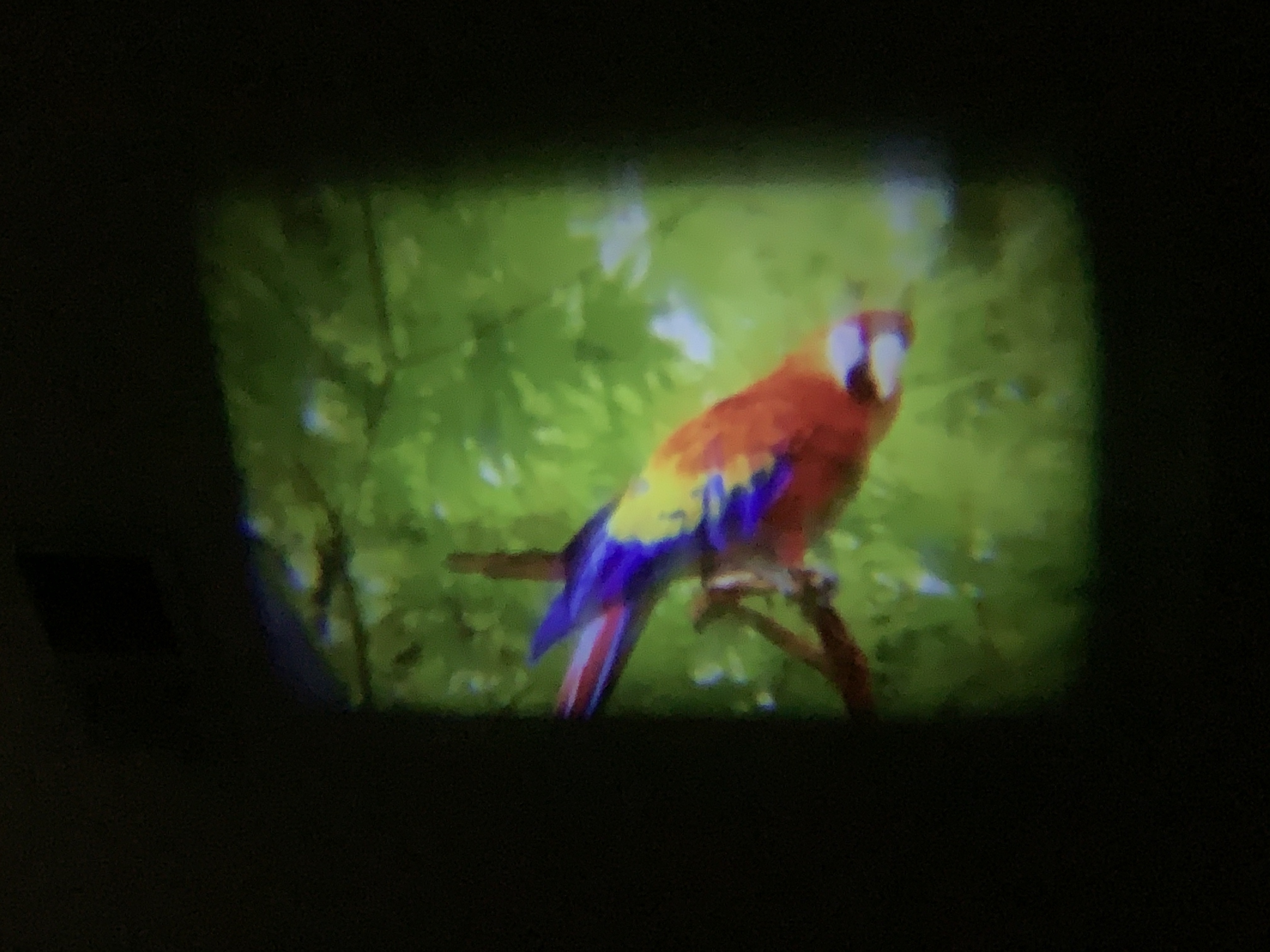 Amazon.com: Smart Play - Animal Planet Click and See Projector ...