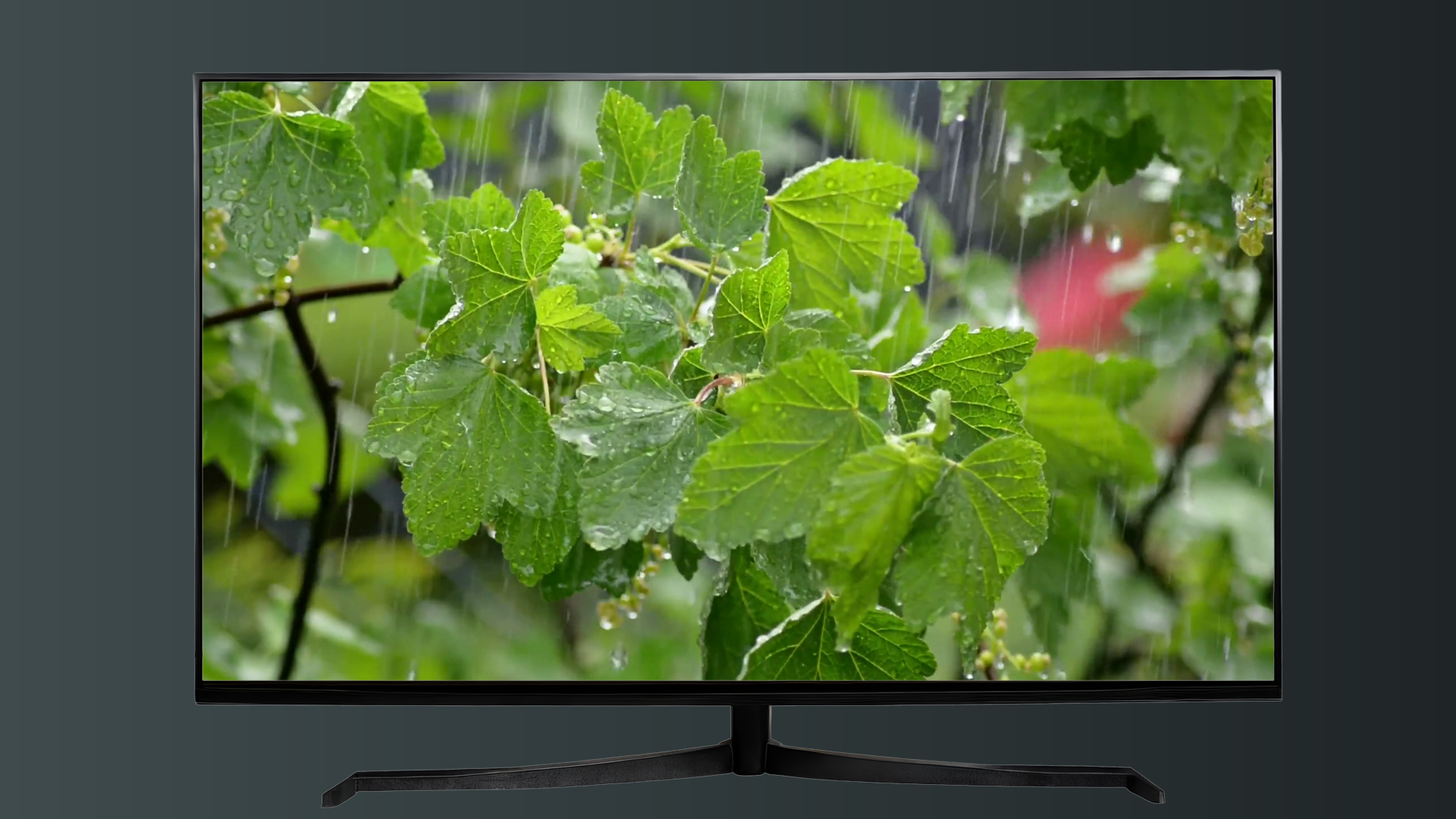 Rainforest Rainfall for Fire TV - App on Amazon Appstore