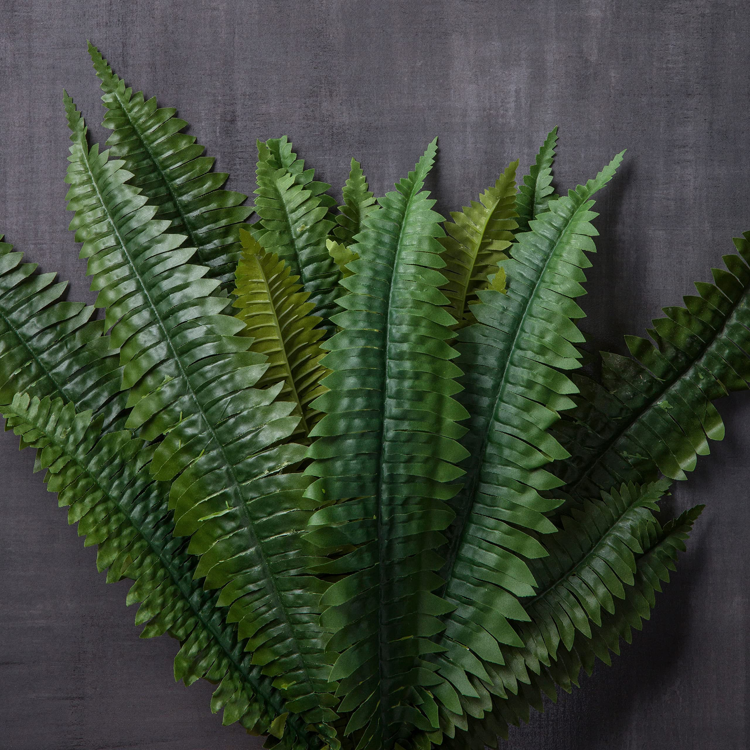 Boston Fern Bush Fern Collection by Ashland®