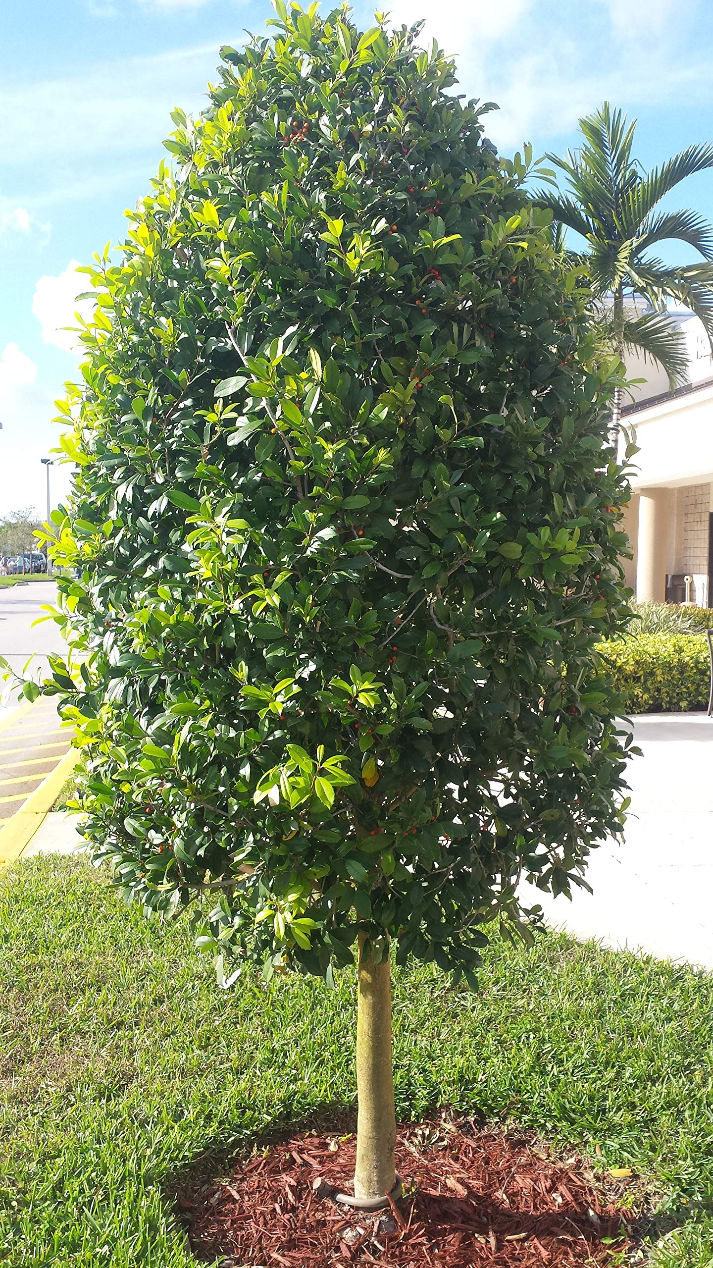 Dahoon Holly Tree Florida