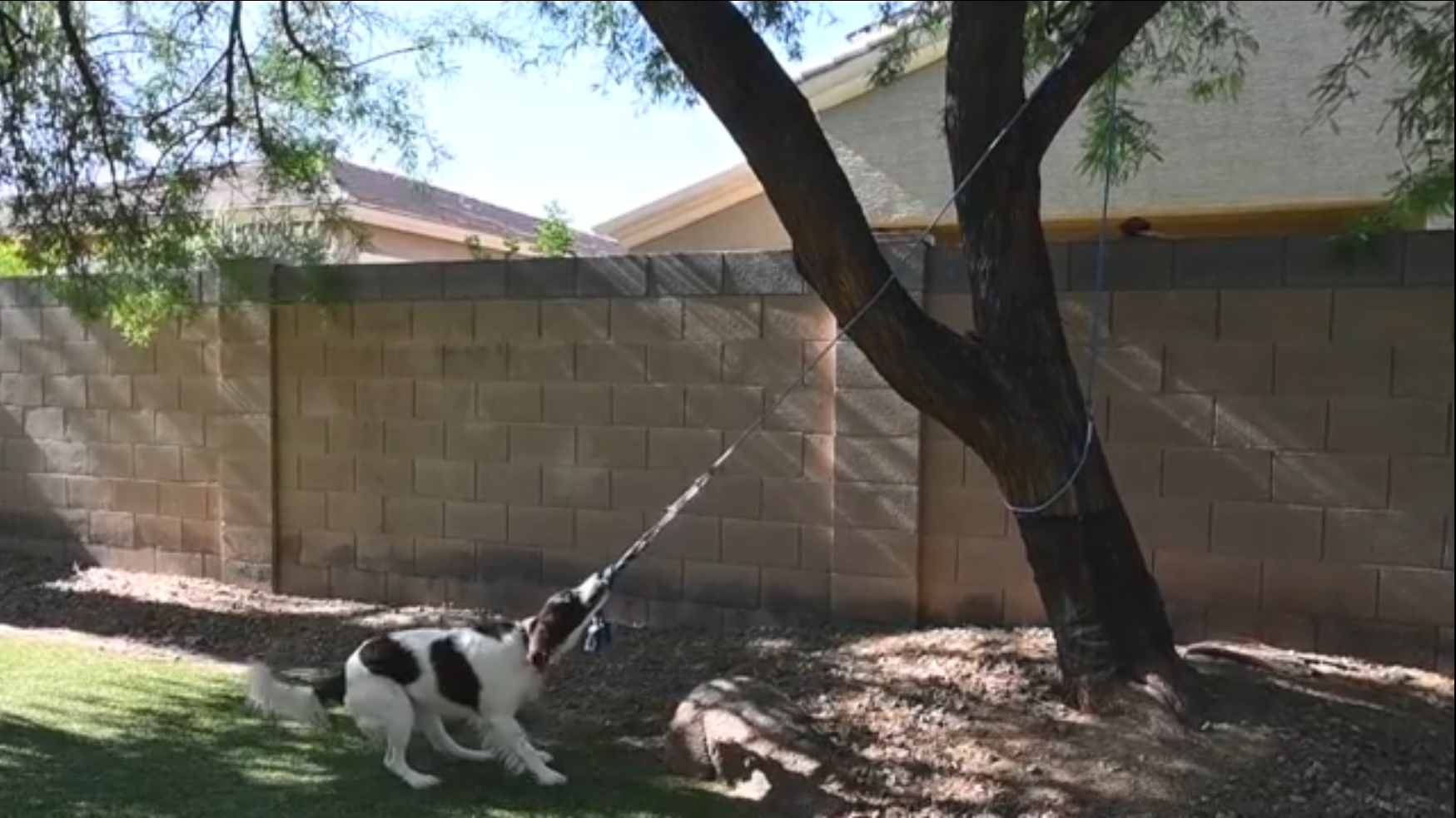 Watch Petbobi Spring Poles for Dogs with 16ft Durable Rope on Amazon Live