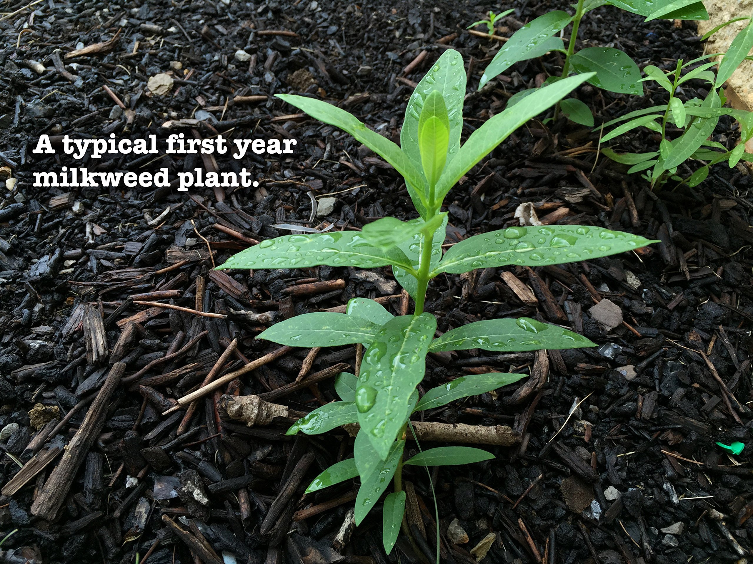 Swamp Milkweed Seedling