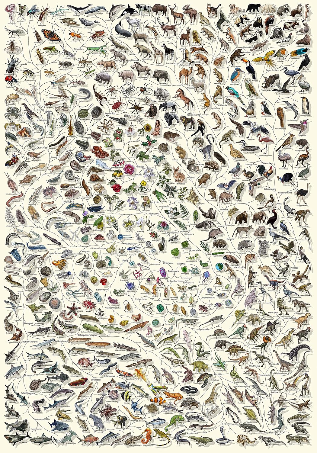 Evolution Tree of life - Animal Poster : Amazon.co.uk: Home & Kitchen