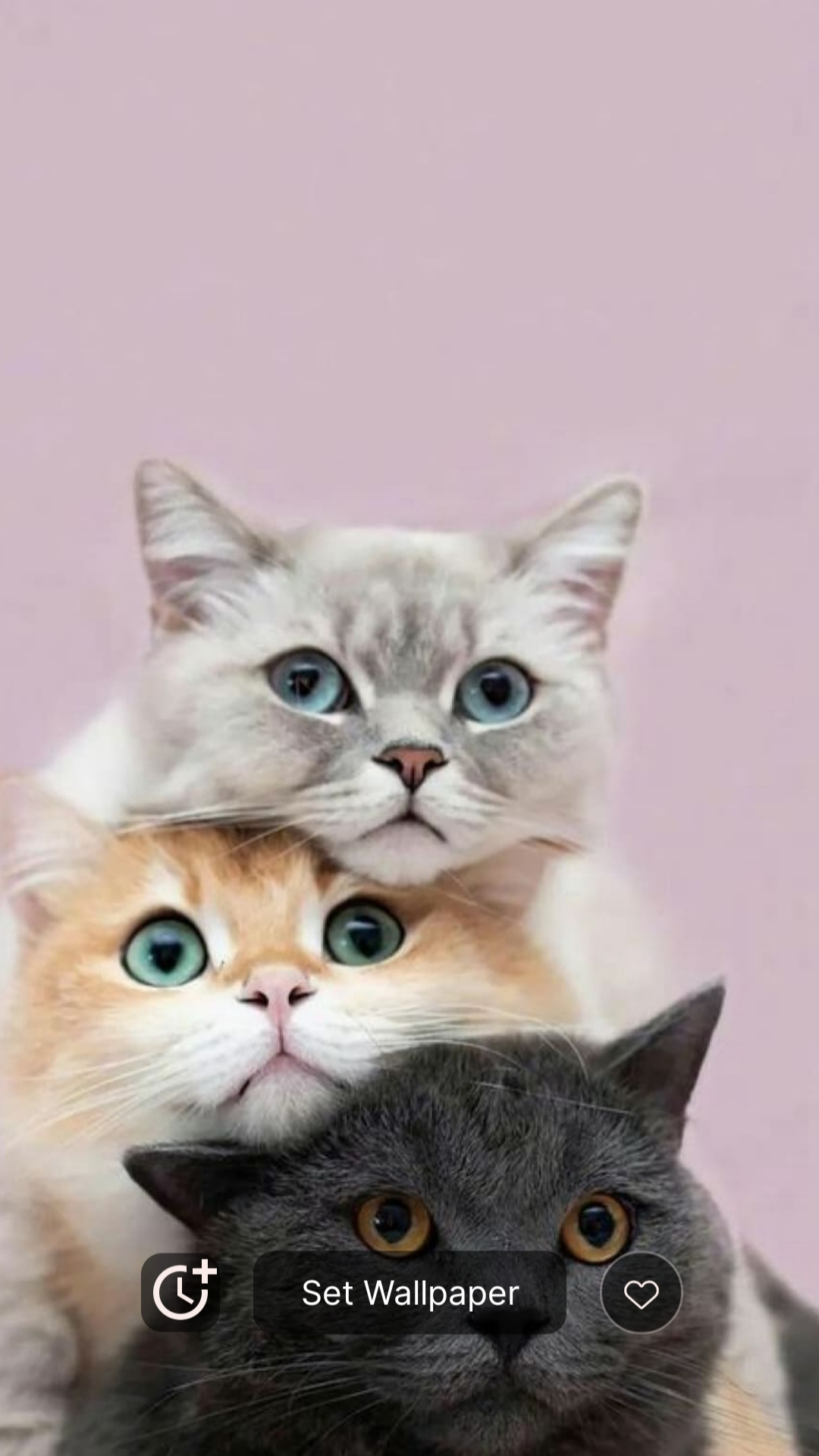 Cat Wallpaper - App on Amazon Appstore