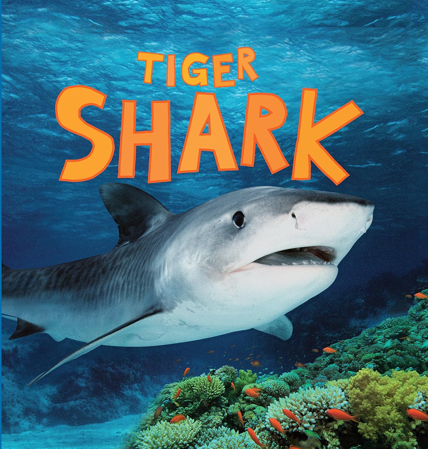 Discover Sharks: Tiger Shark: de la Bedoyere, Camilla: 9781781710715 ...