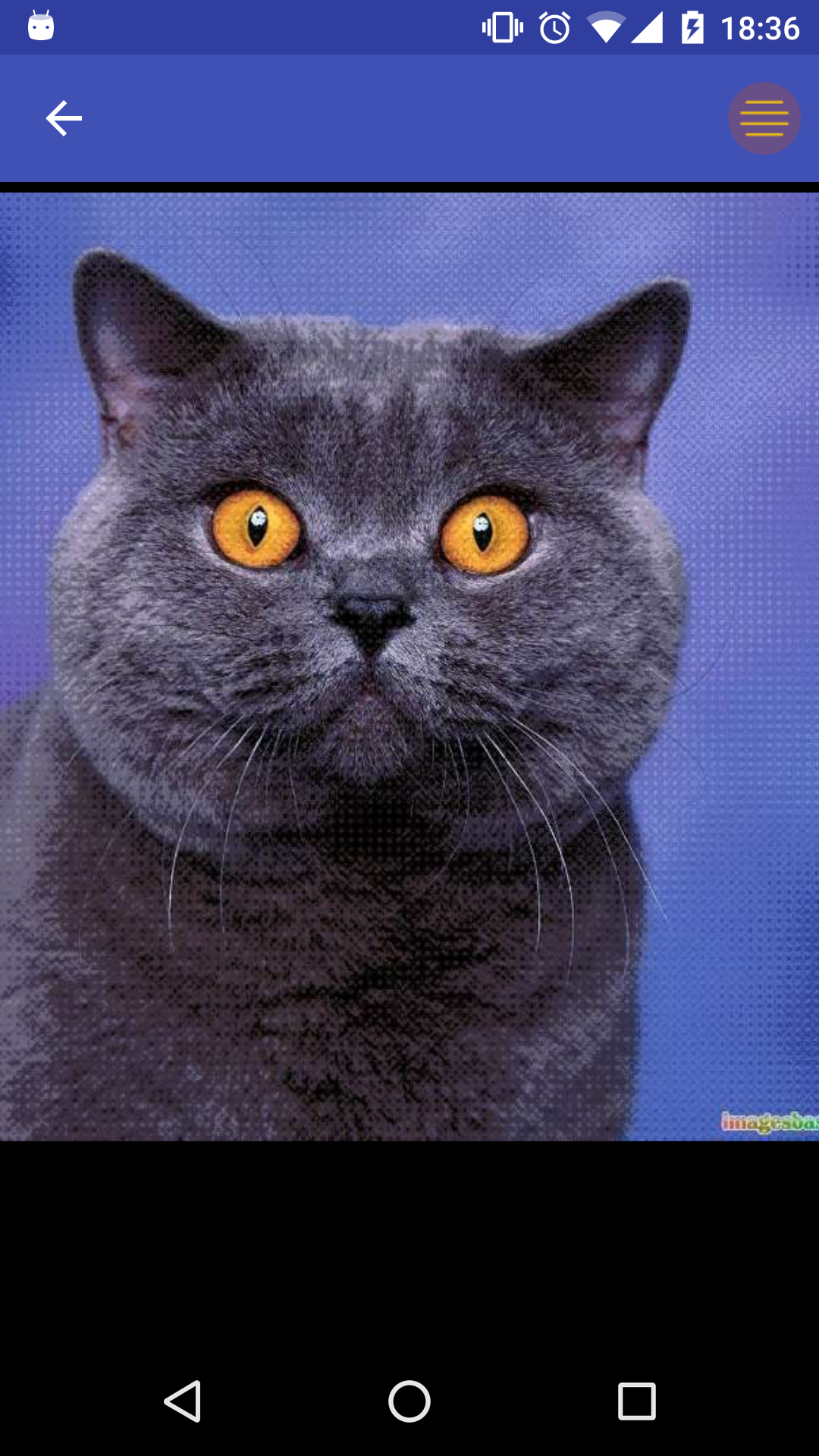 Cats Wallpapers - App on Amazon Appstore