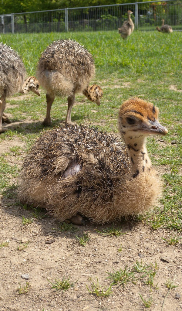 Baby Ostrich Wallpaper Picture 9 Ostrich Ideas | Pet Birds, Beautiful