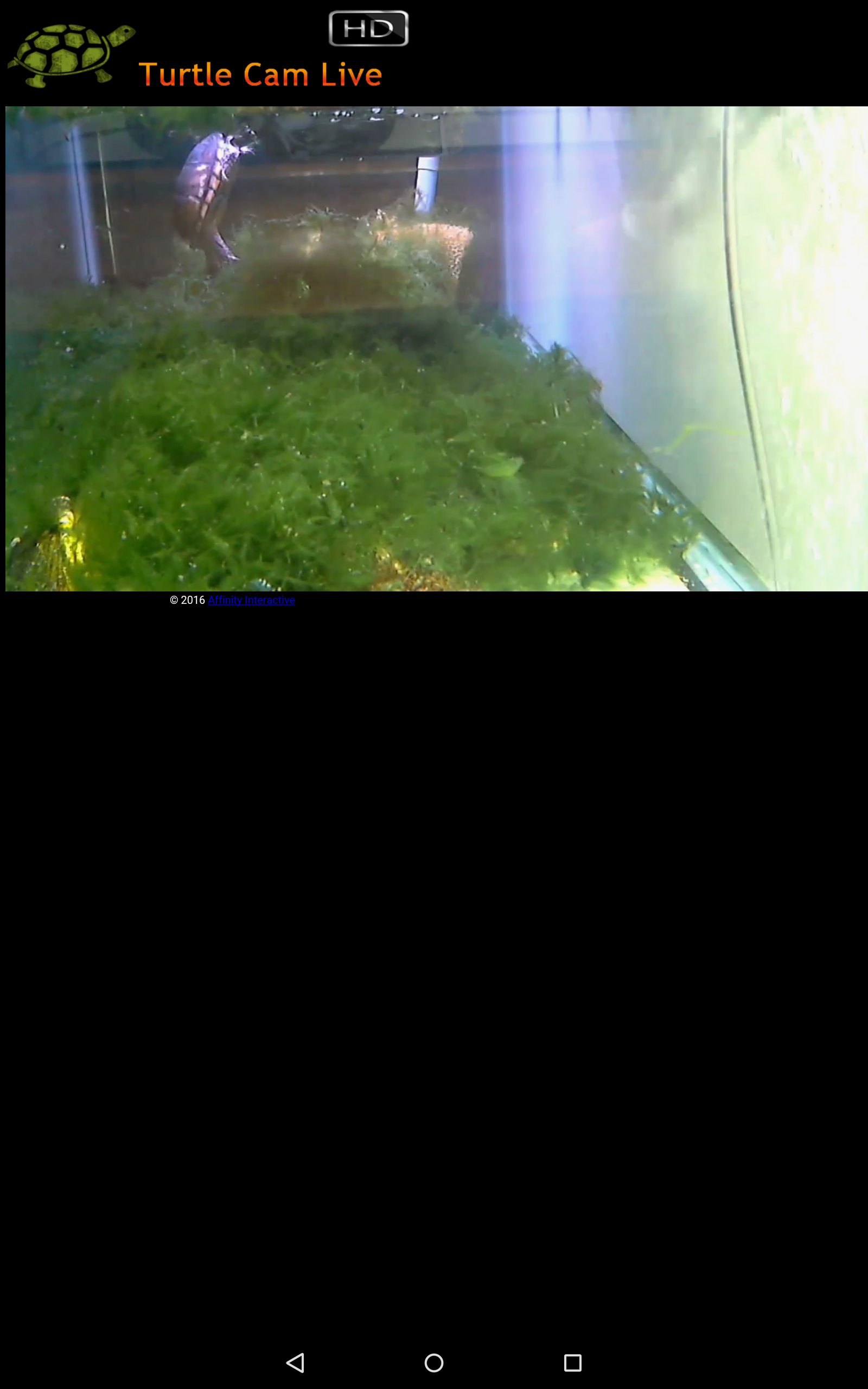 Live Turtle Cam HD - App on Amazon Appstore