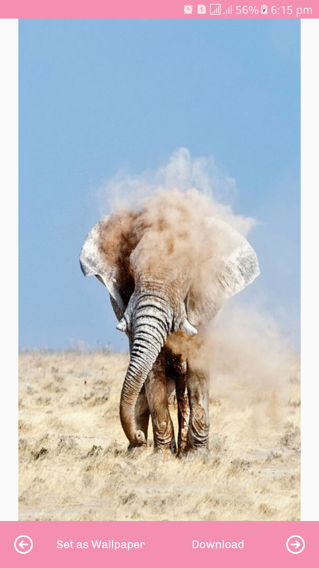 Elephant Wallpapers - App on Amazon Appstore