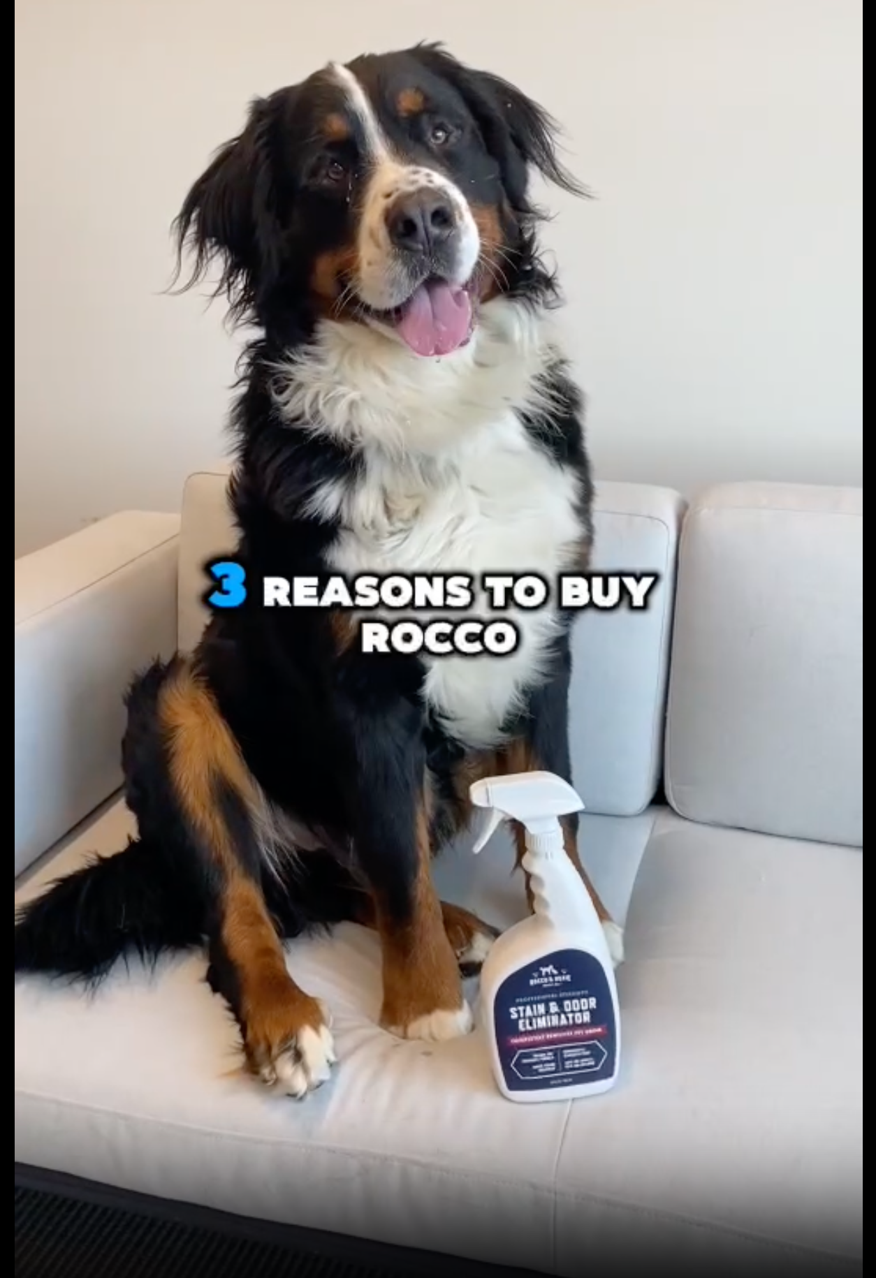 You Rock Puppy Meme Rock Buddy BOY, Gag Gift, Rock Buddies, Funny