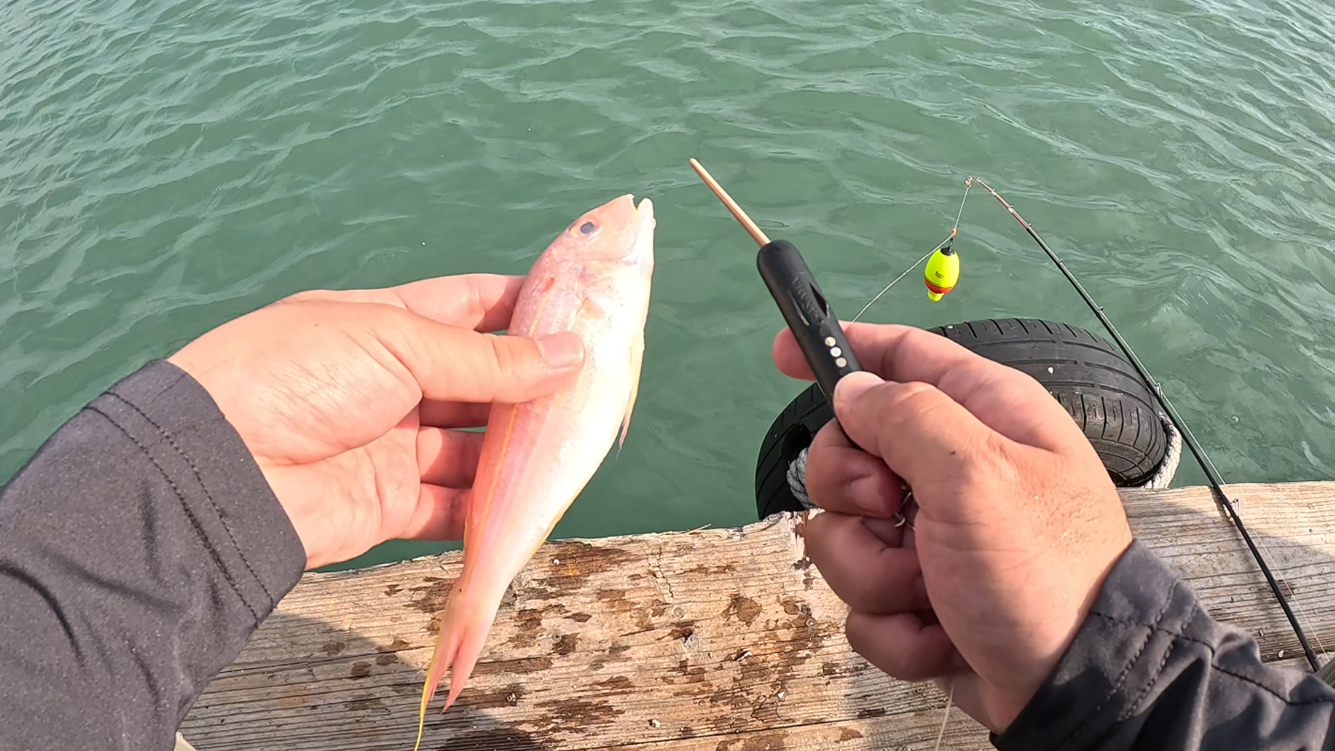 Watch Smart Bait Mini Grouper on Amazon Live