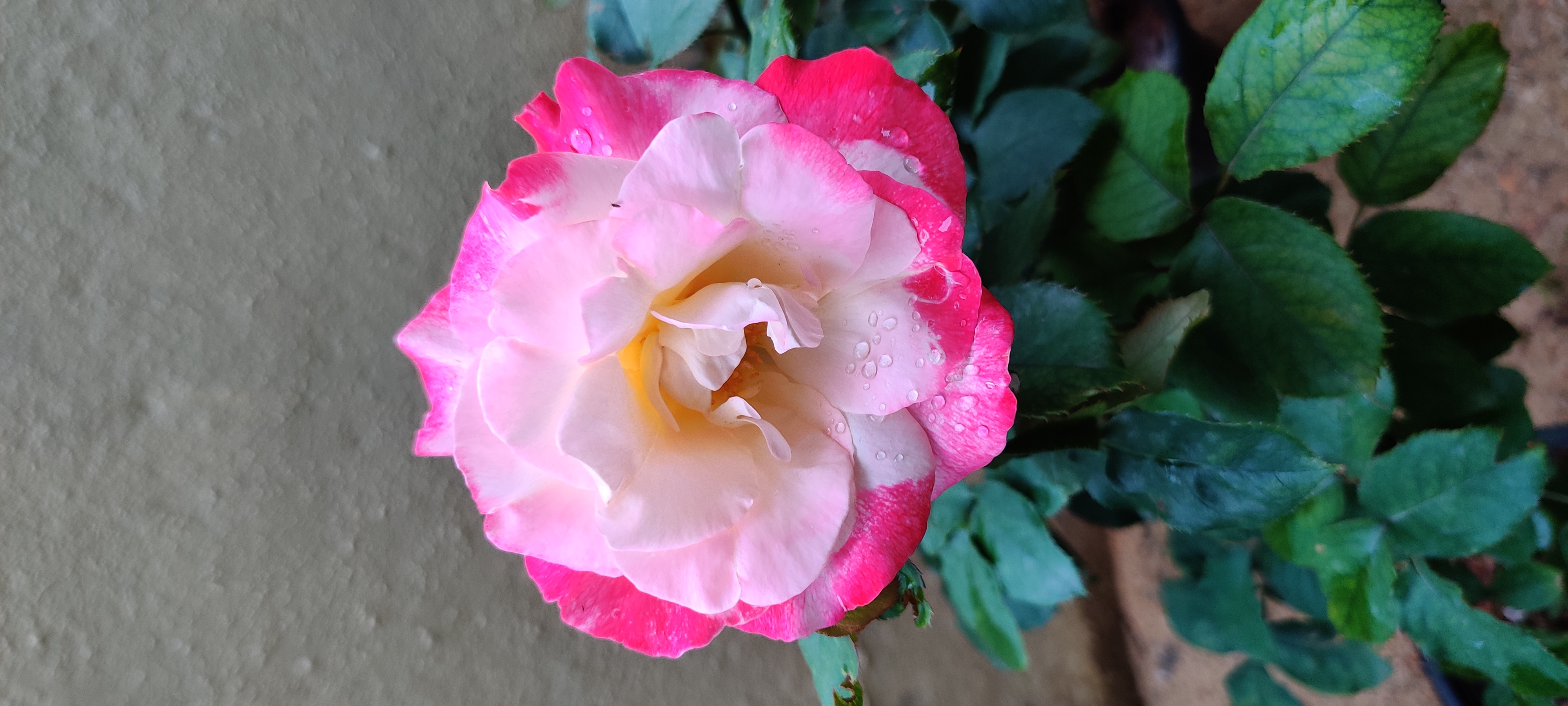 Dow AgroSciences Miraculan - Plant Growth Regulator(Pgr) - 250 Ml ...