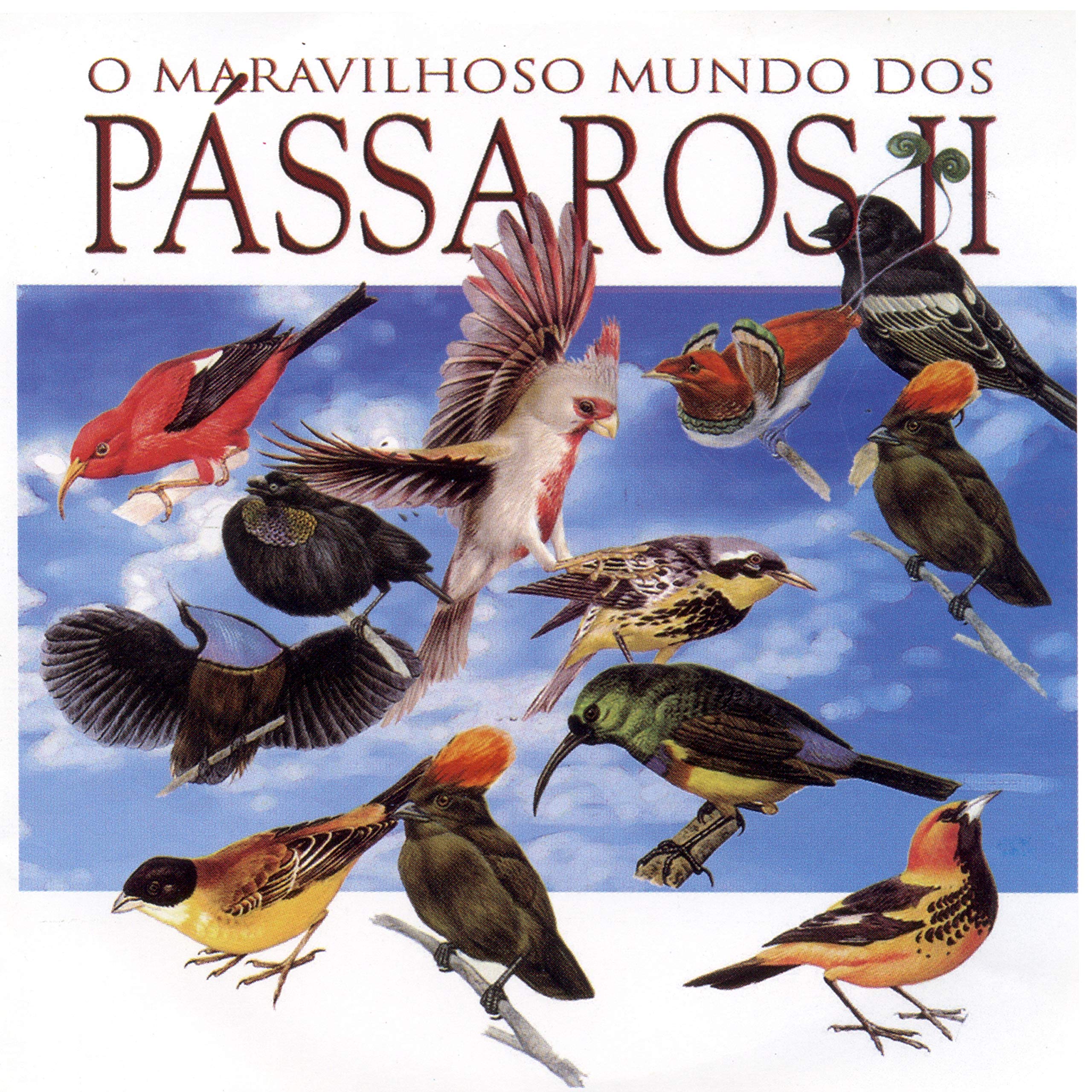 Fêmea do Tico Tico song by Vivi Nature from O Canto dos Pássaros [Explicit] on Amazon Music