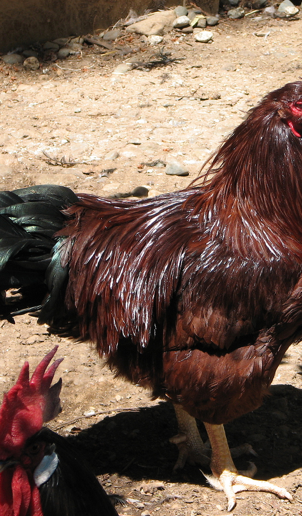 Aplicación Chicken Wallpaper -- HD Wallpapers of Chickens! en Amazon ...