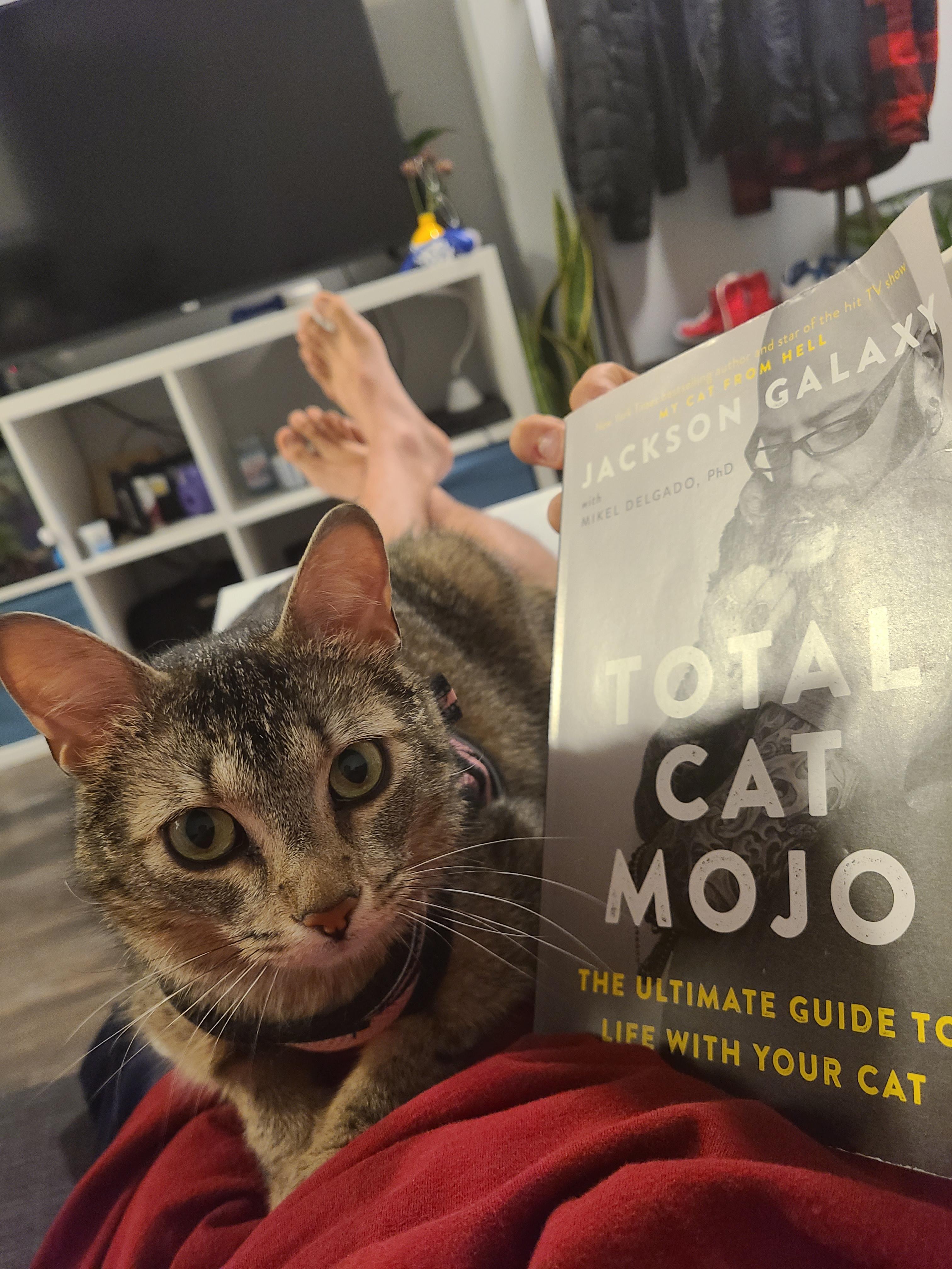 Total Cat Mojo: The Ultimate Guide to Life with Your Cat eBook : Galaxy ...