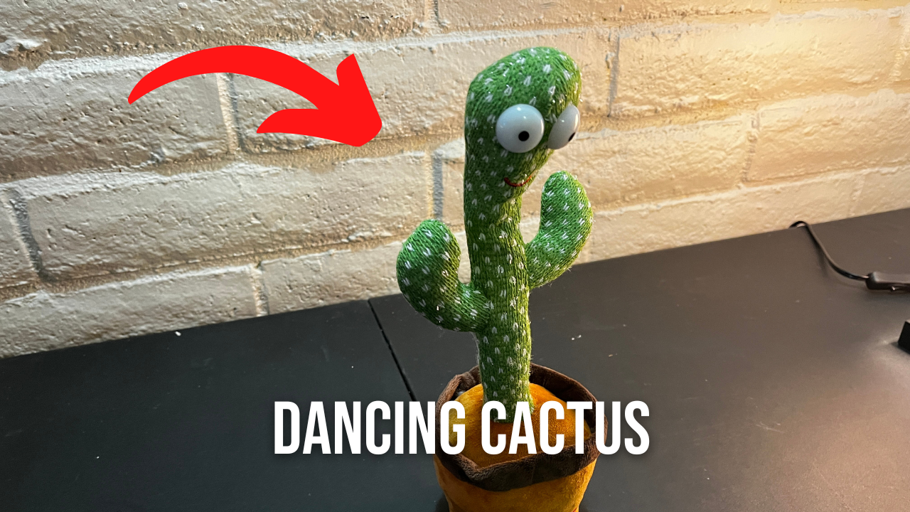 Watch Dancing Cactus - a lot of fun! on Amazon Live