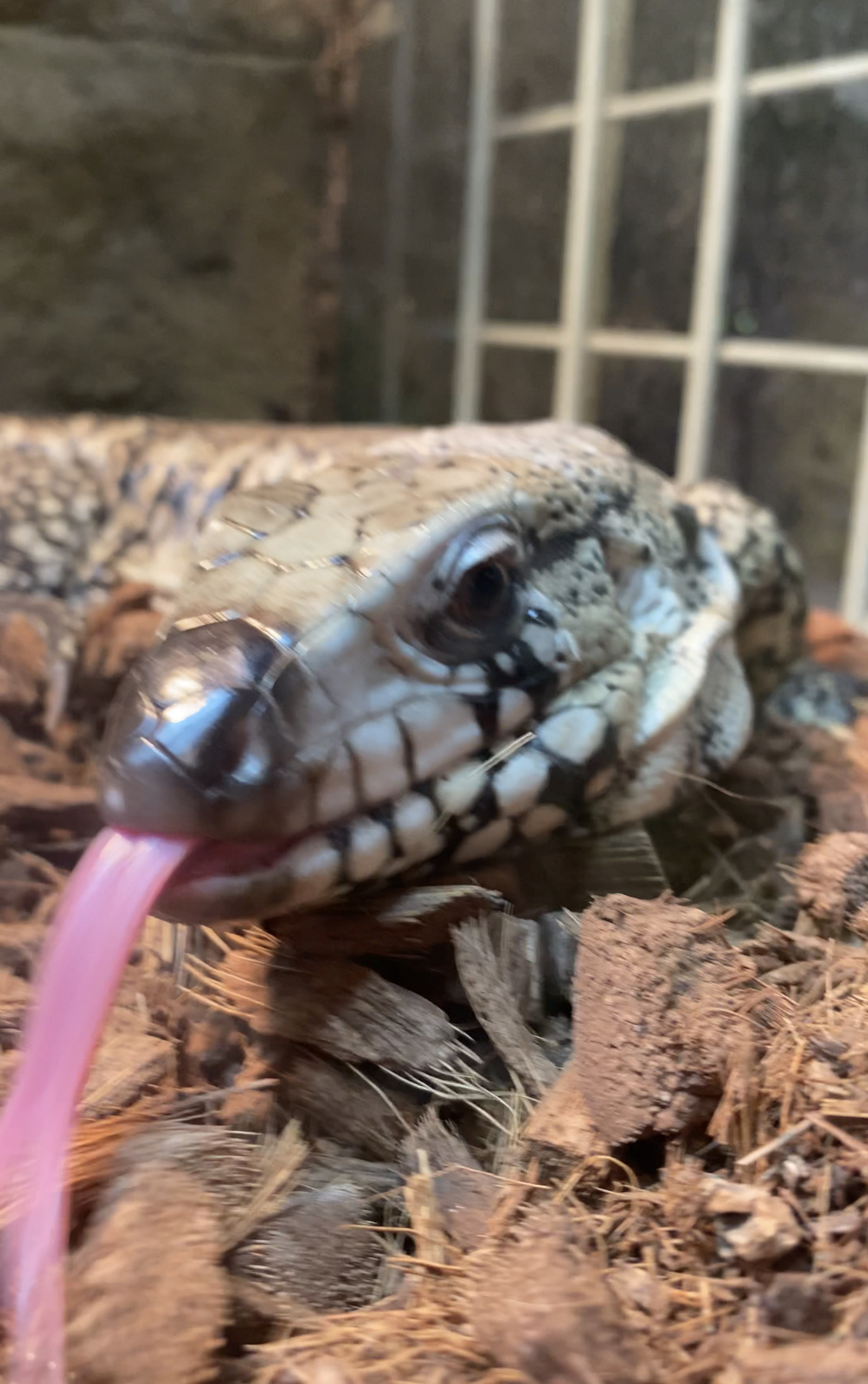 Lyssa's Lizards's Amazon Page