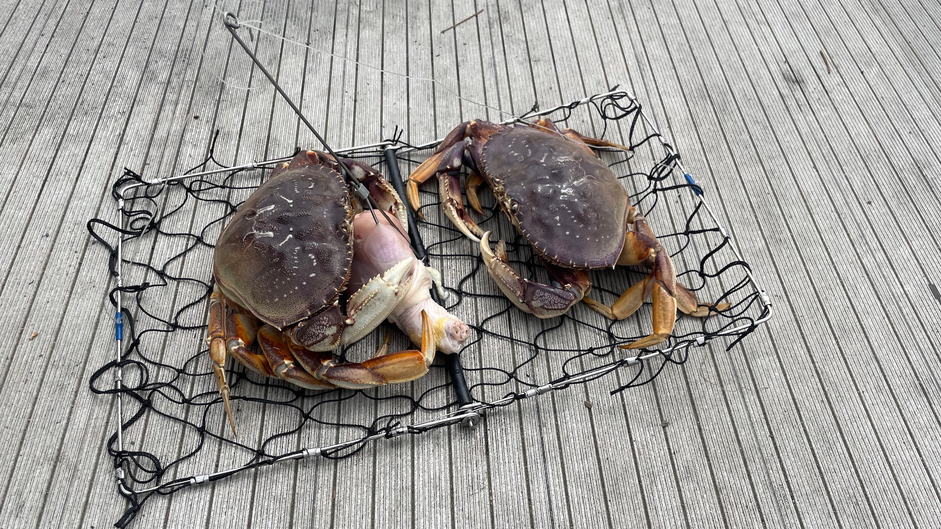 Watch AirFly Castable Foldable Crab Hawk Trap Net on Amazon Live