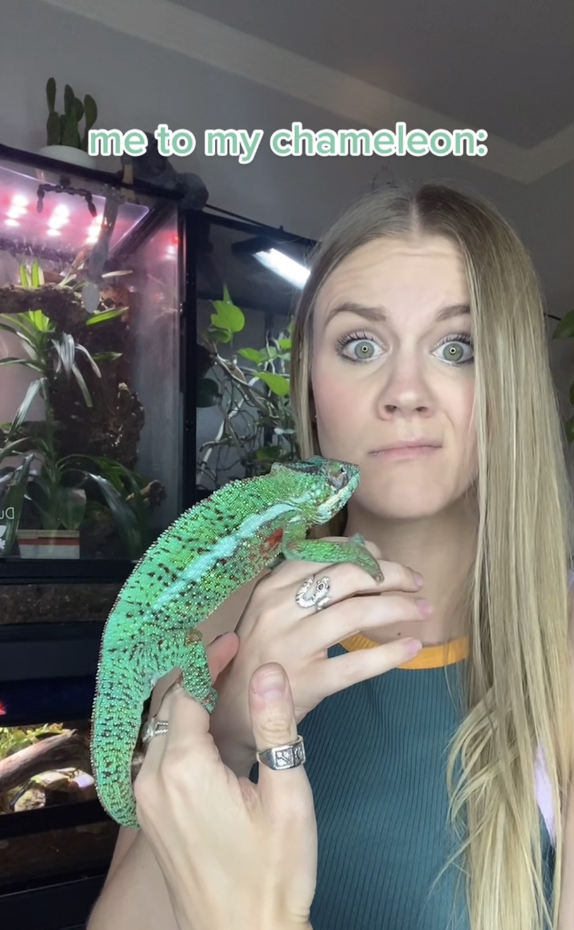 Lyssa's Lizards's Amazon Page