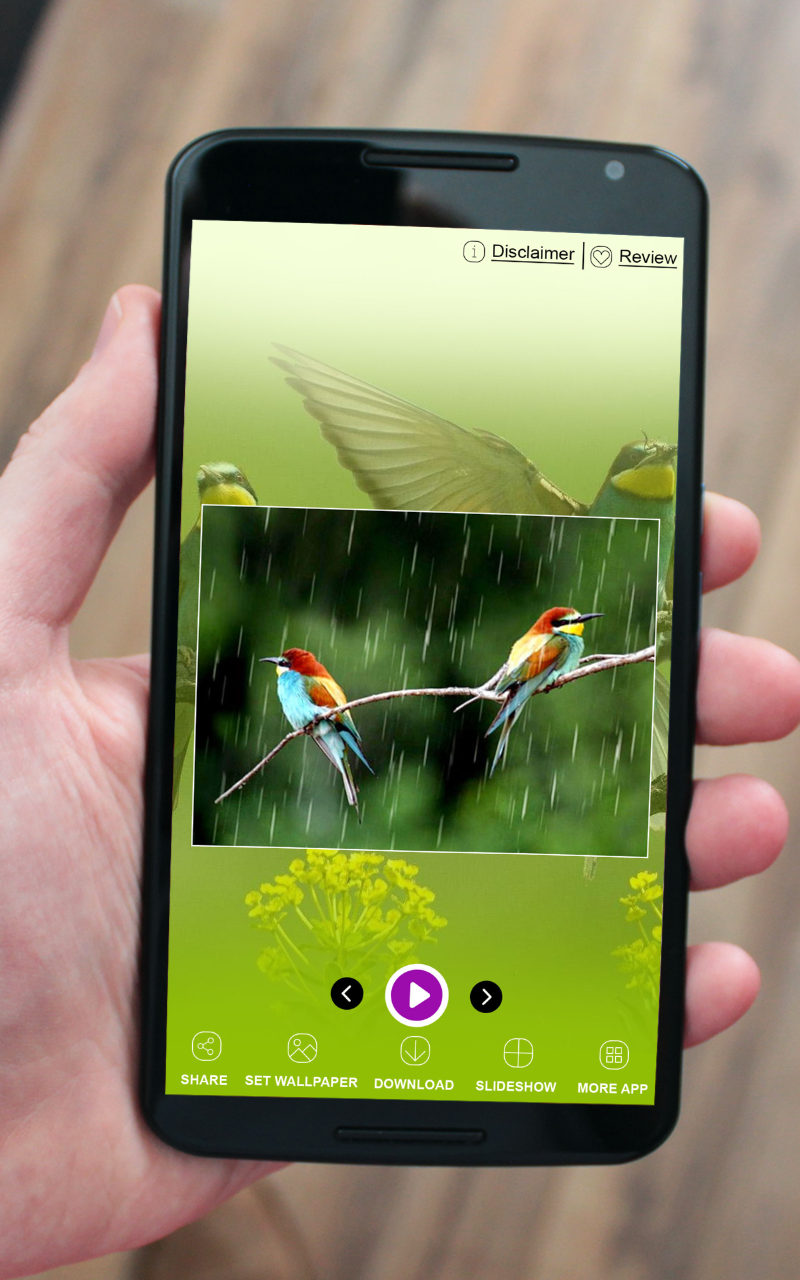 Love Birds Wallpapers - App on Amazon Appstore