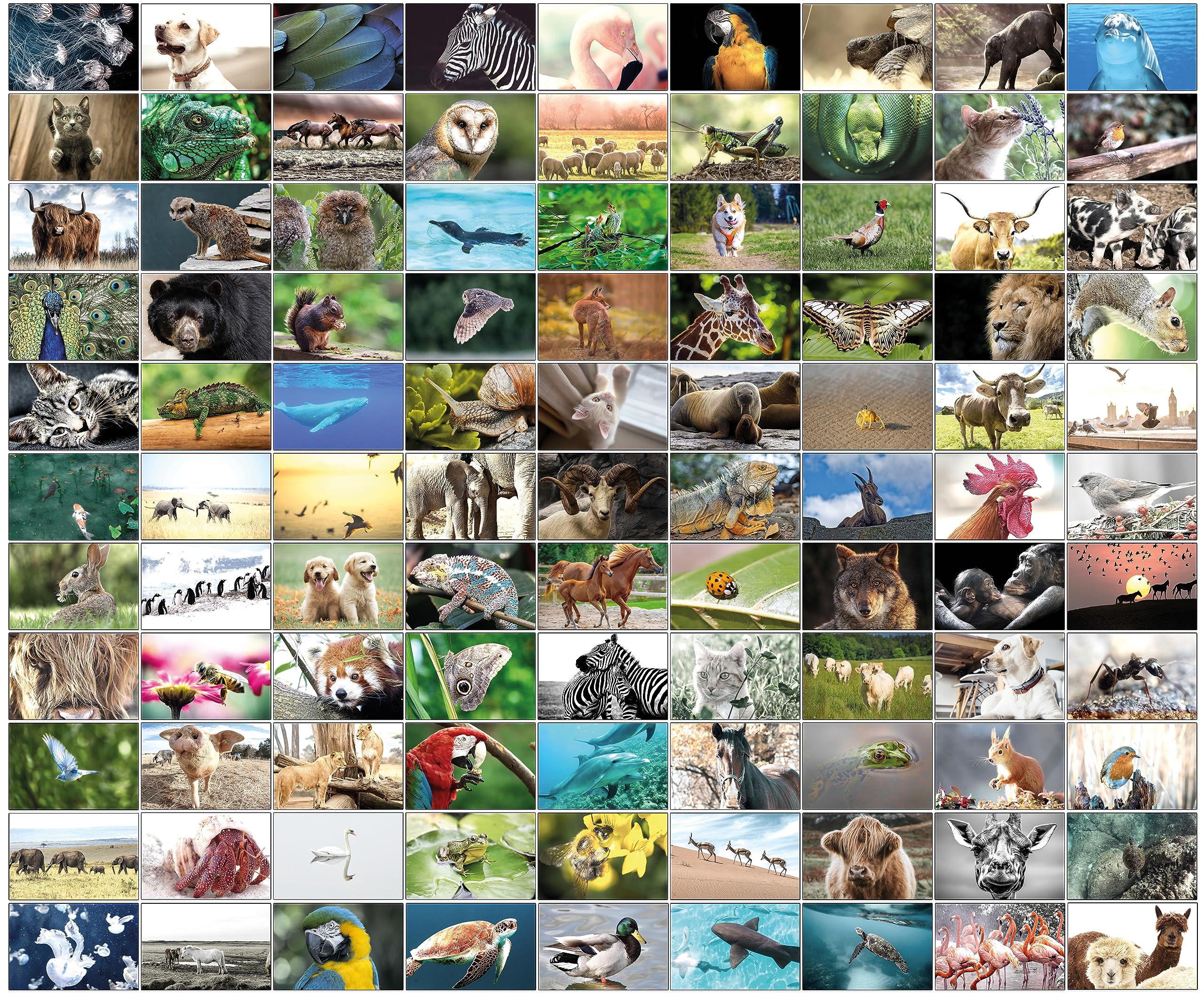The Drawn Animal Art Box - 100 Postcards of Animals Drawn in ...