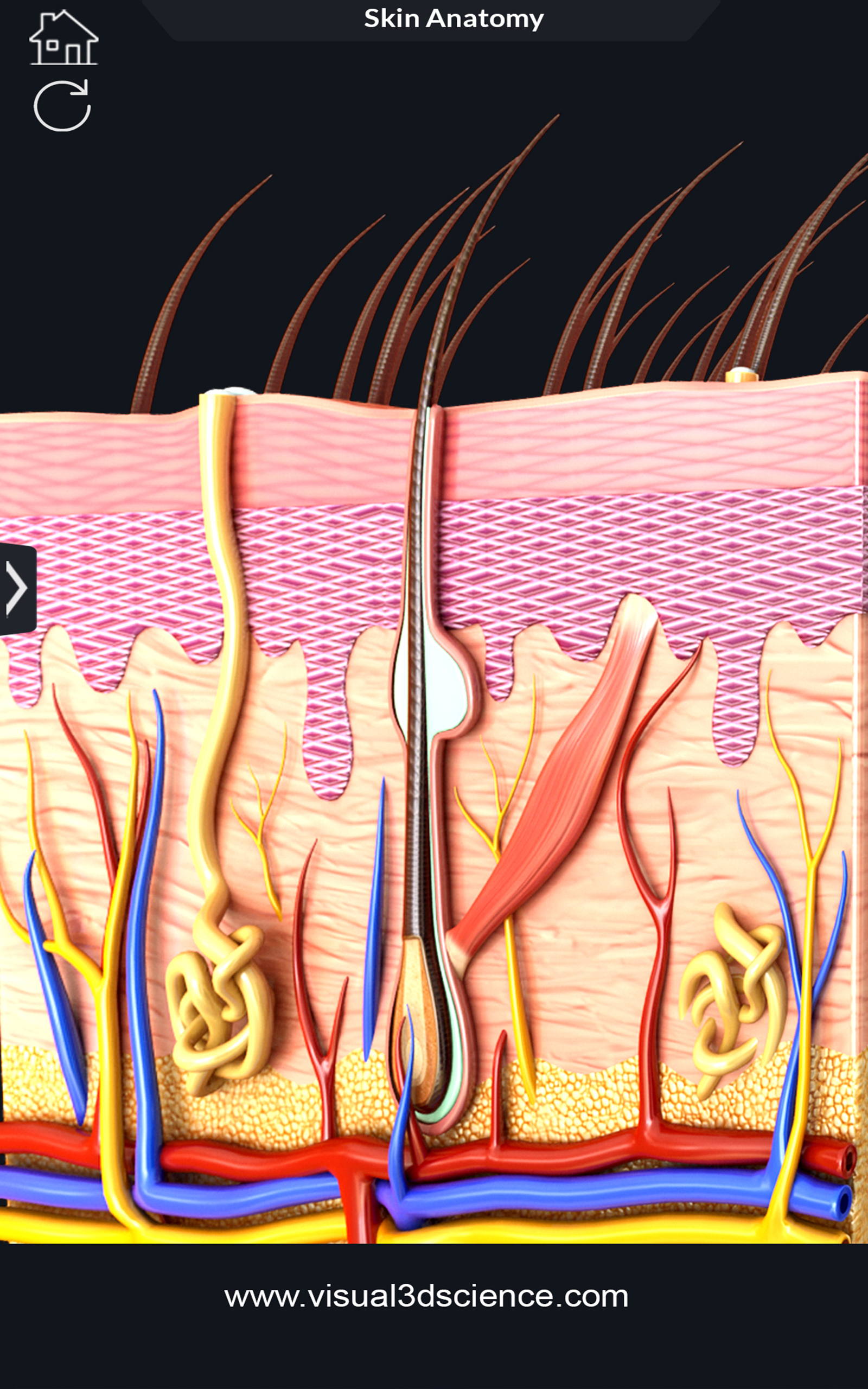 My Skin Anatomy - App on Amazon Appstore