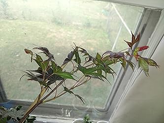 Amazon.com : Purple Ghost Japanese Maple Acer palmatum Purple Ghost 2 ...