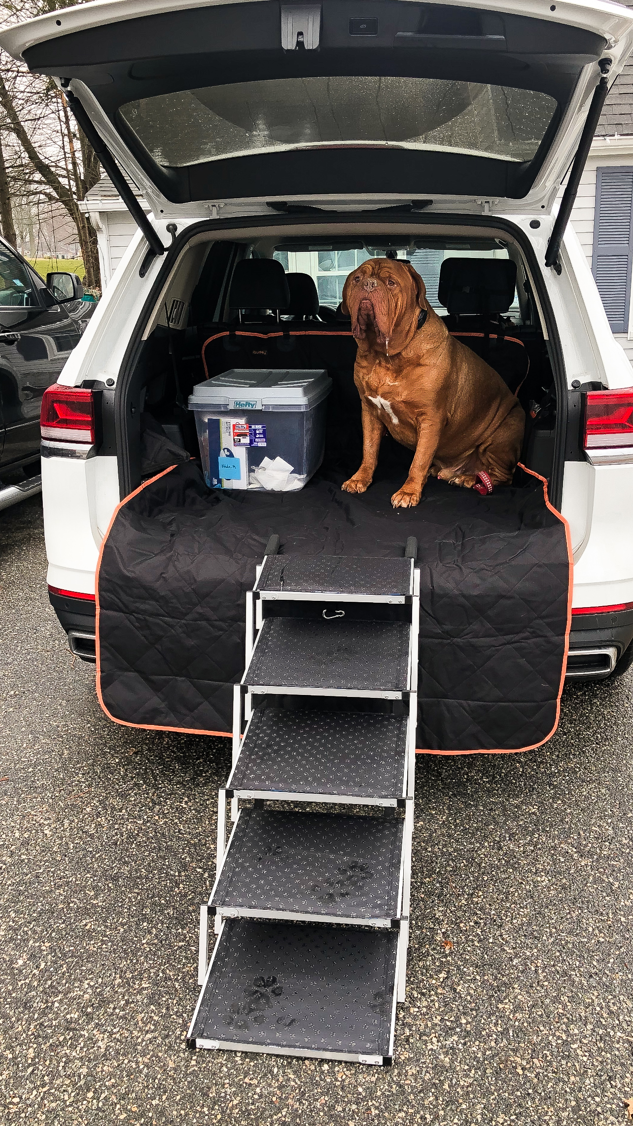 Watch Can it handle my 180 pound mastiff? on Amazon Live
