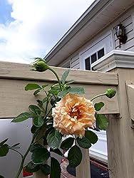 Amazon.com : Heirloom Roses Rose Plant - Polka® Apricot Colored Rose ...