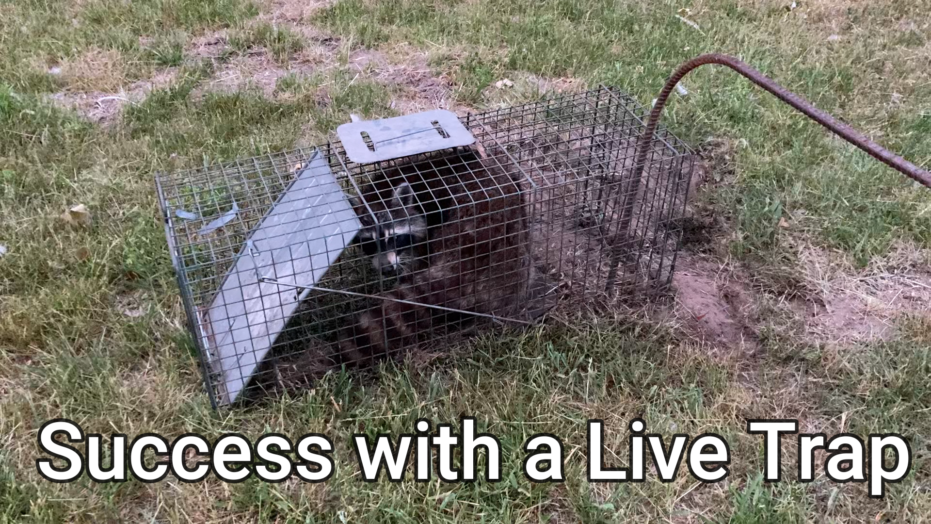 Watch How to set a Live Trap on Amazon Live