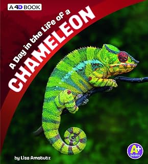 The Fascinating Life Cycle Of A Chameleon | PetShun