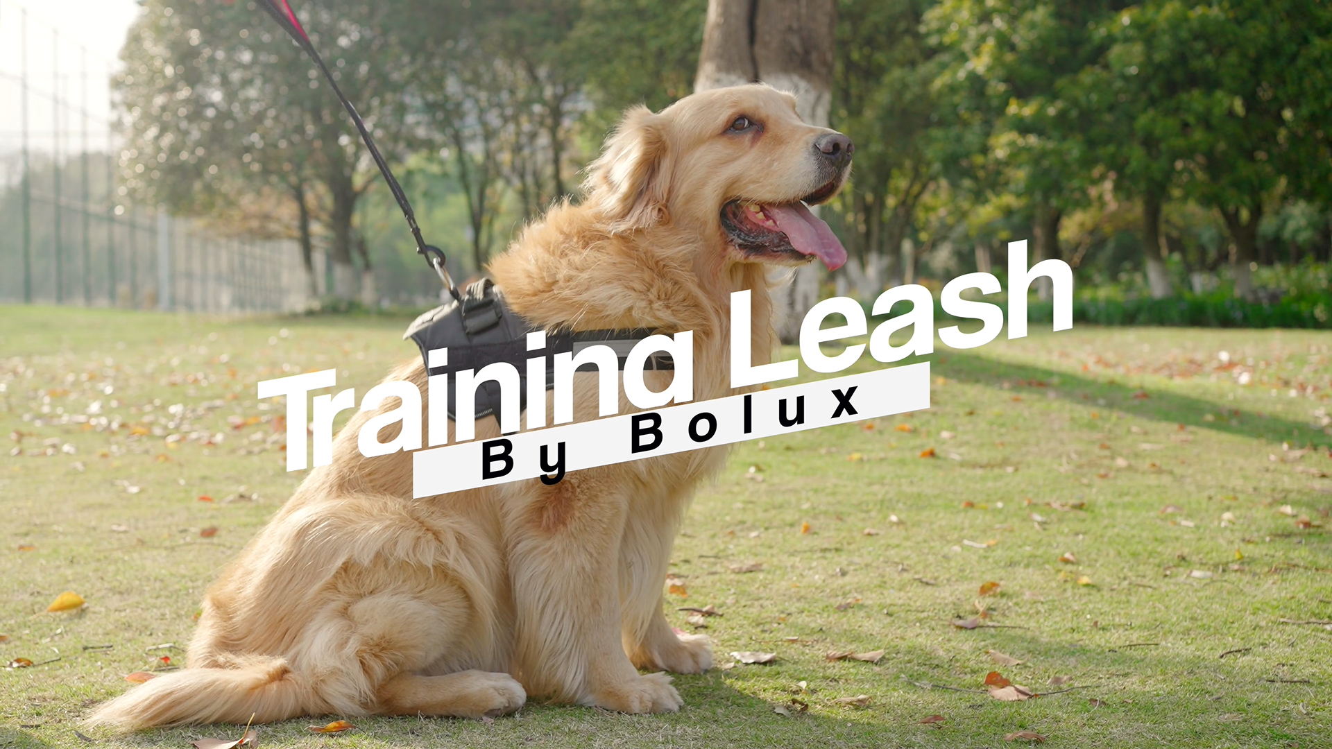 Watch Bolux Dog Leash with 2 Padded Handle 5ft, 6ft on Amazon Live