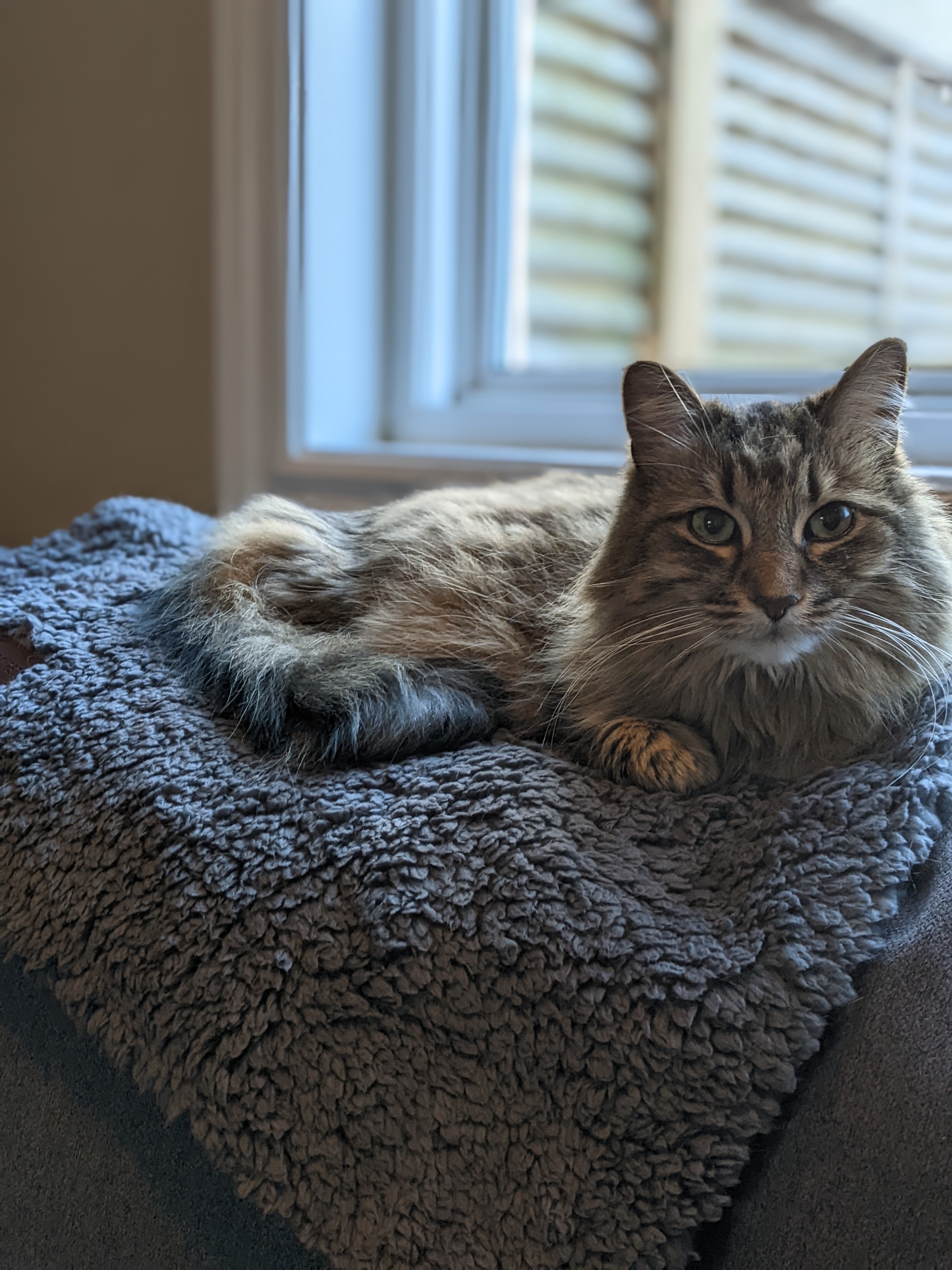 Watch Our older cat strongly approves - toasty warm! on Amazon Live