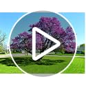 Amazon.com : Eastern Redbud Trees Plant Live, Dormant 6 to 12 Inc Tall ...