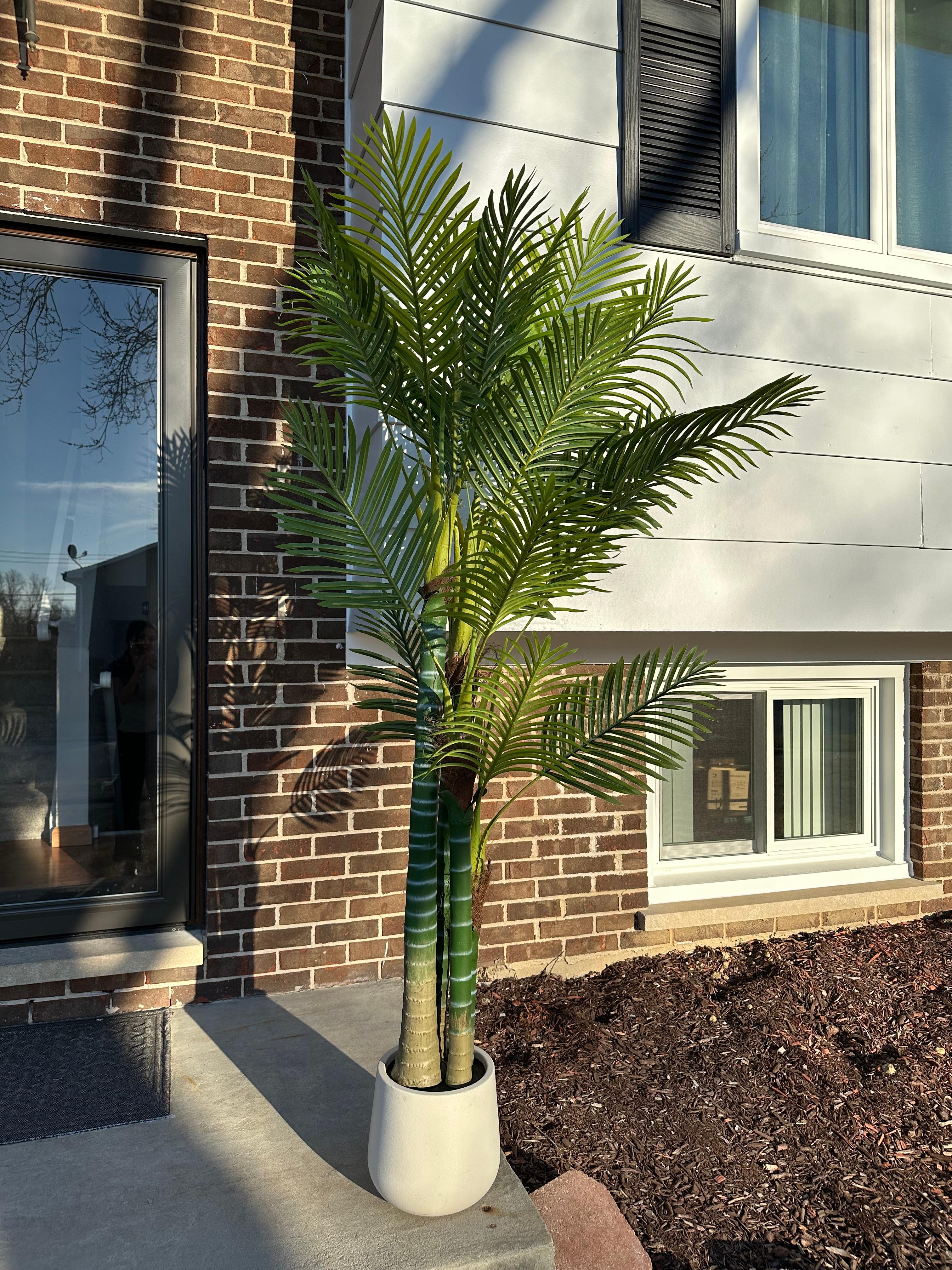 Watch 7 ft palm tree on Amazon Live