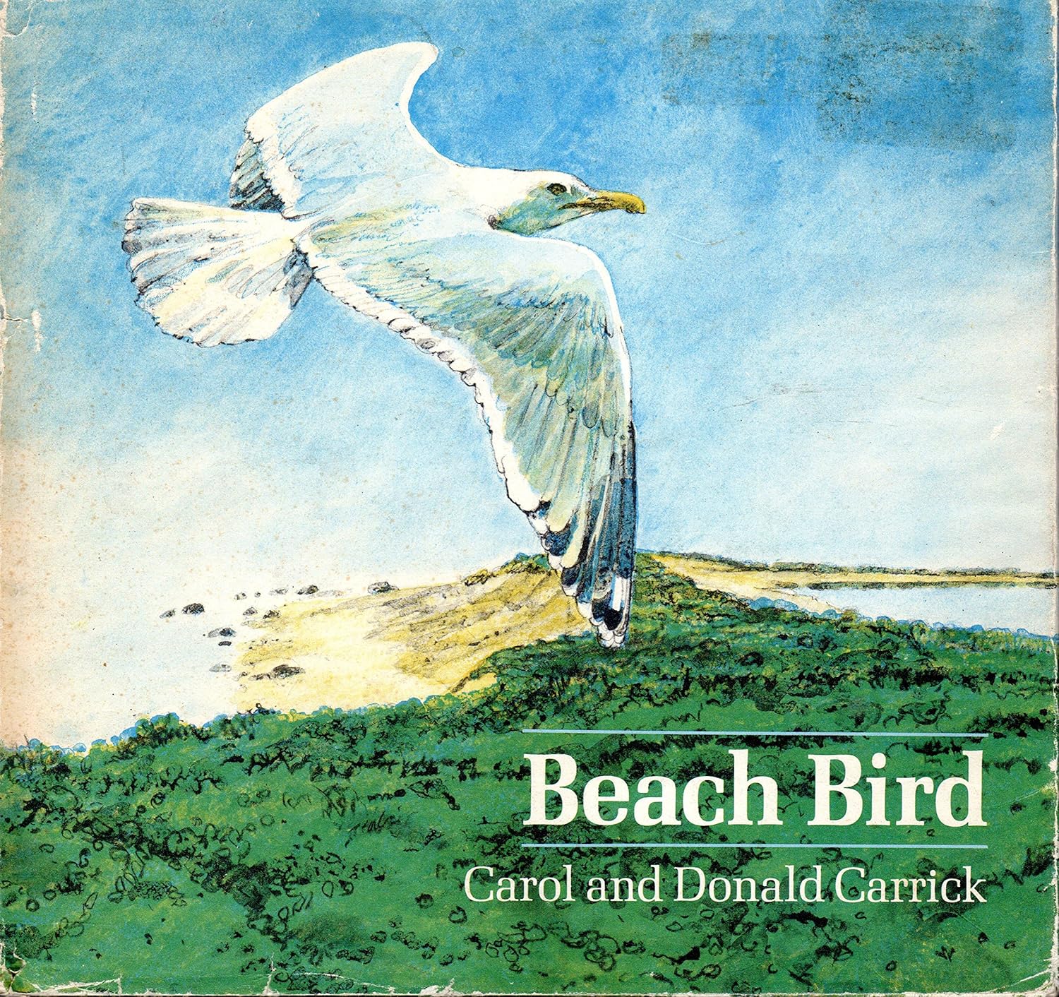 Beach Bird: Carrick, Carol & Donald, Author Illus: Amazon.com: Books