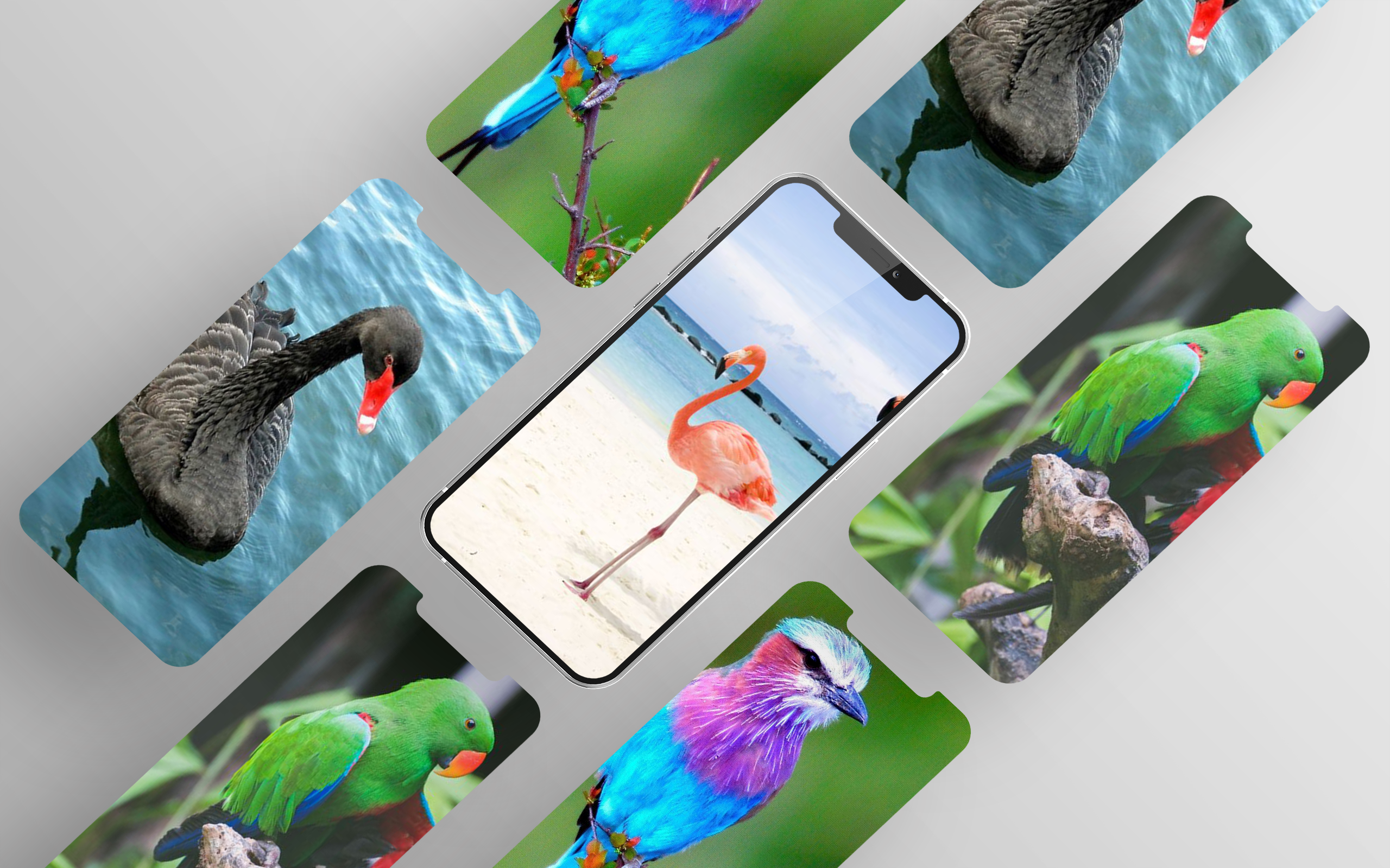 Birds Wallpapers HD & Backgrounds app | No Ads | Lock & Home Screen ...